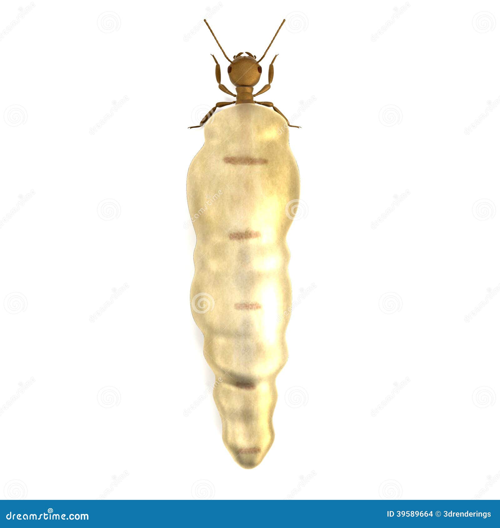 Termite Queen Anatomy