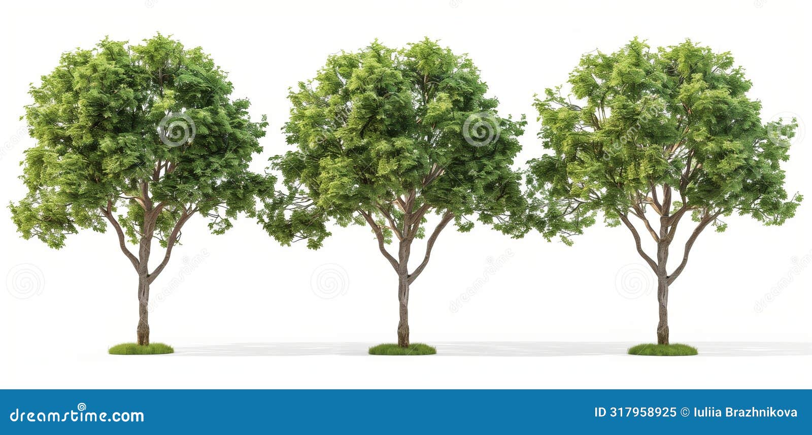 3d Render of Three Realistic Green Trees Isolated on White Background ...