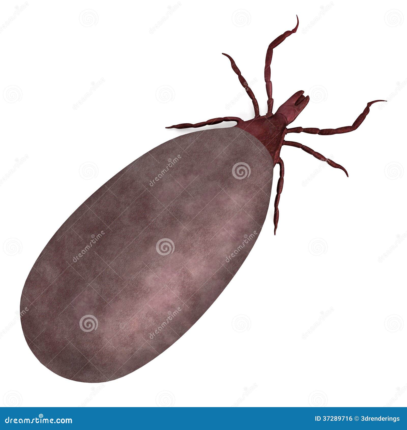 3d render of tick - fed stock illustration. Illustration of parasite ...