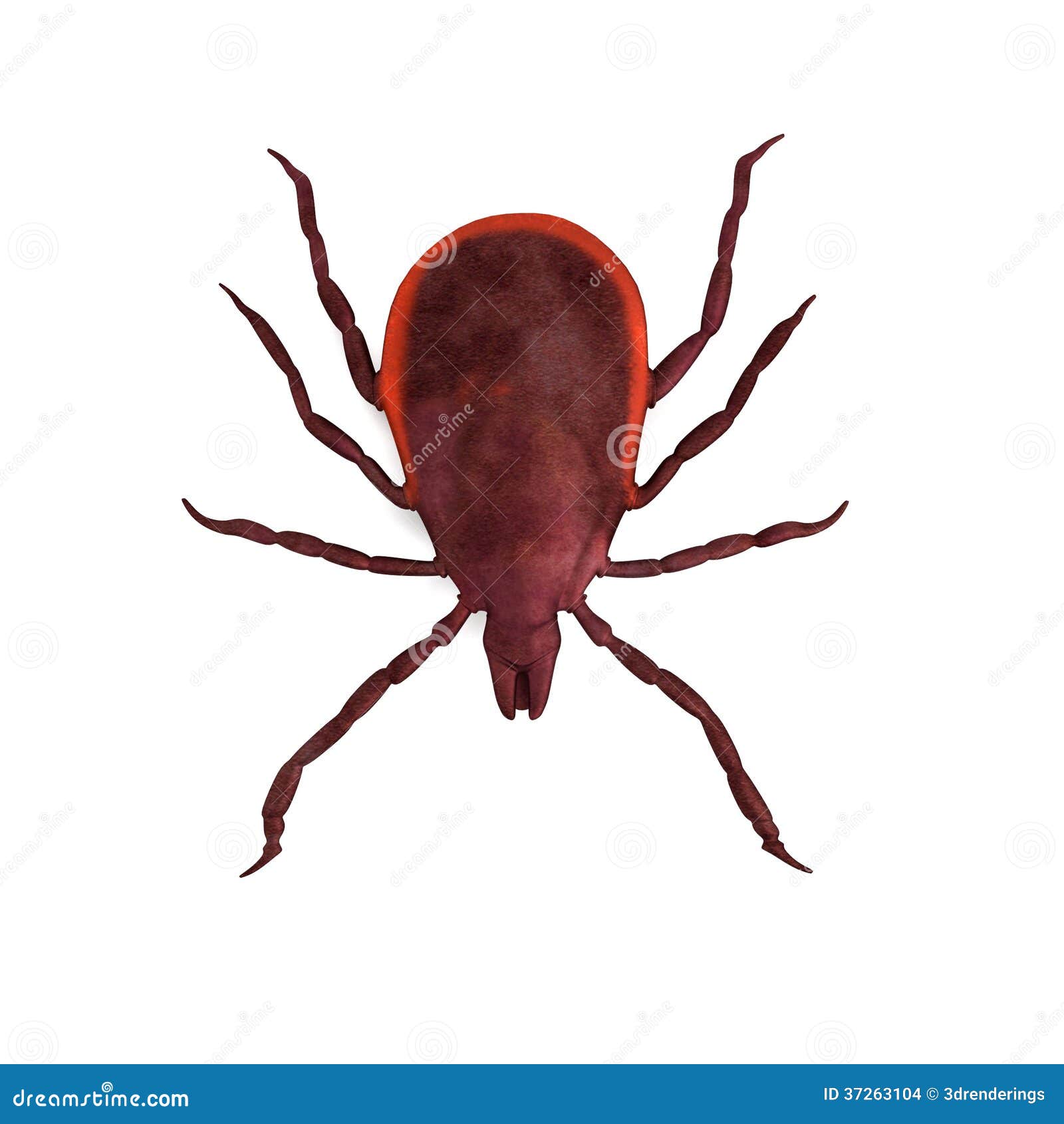 3d render of tick male stock illustration. Illustration of larva - 37263104