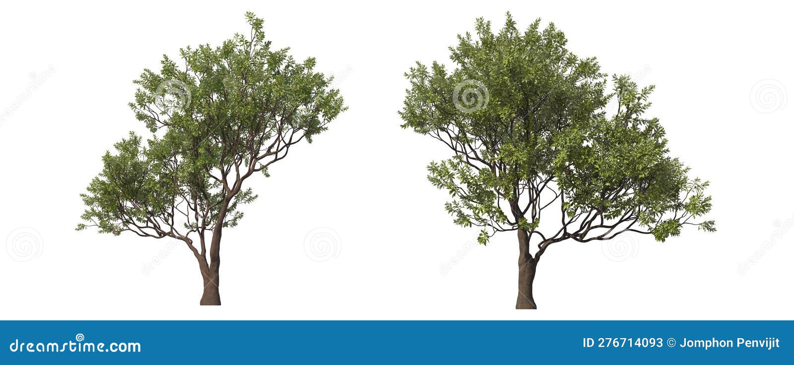 Tree on a white background stock illustration. Illustration of leaf ...