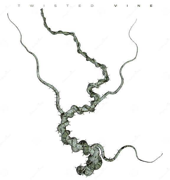 3D Render of Twisted Vines on White Stock Illustration - Illustration ...