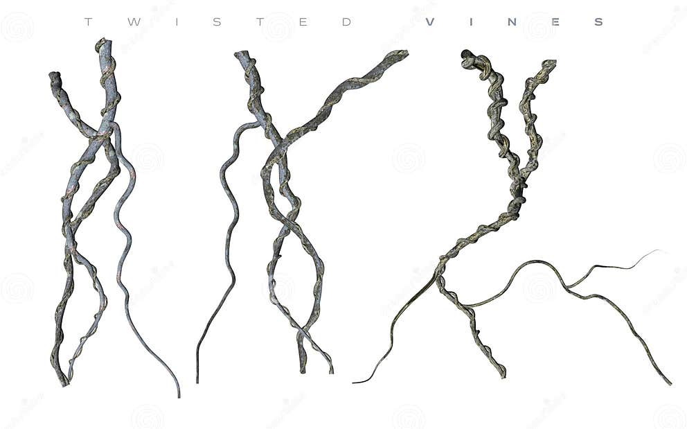 Twisted Vines and Thorn Bushes Stock Illustration - Illustration of ...