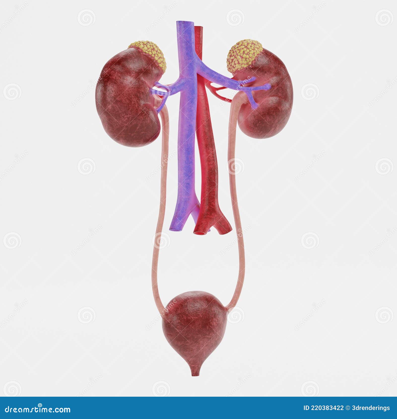 3D Render Of Urinary Tract Royalty-Free Stock Photo | CartoonDealer.com ...