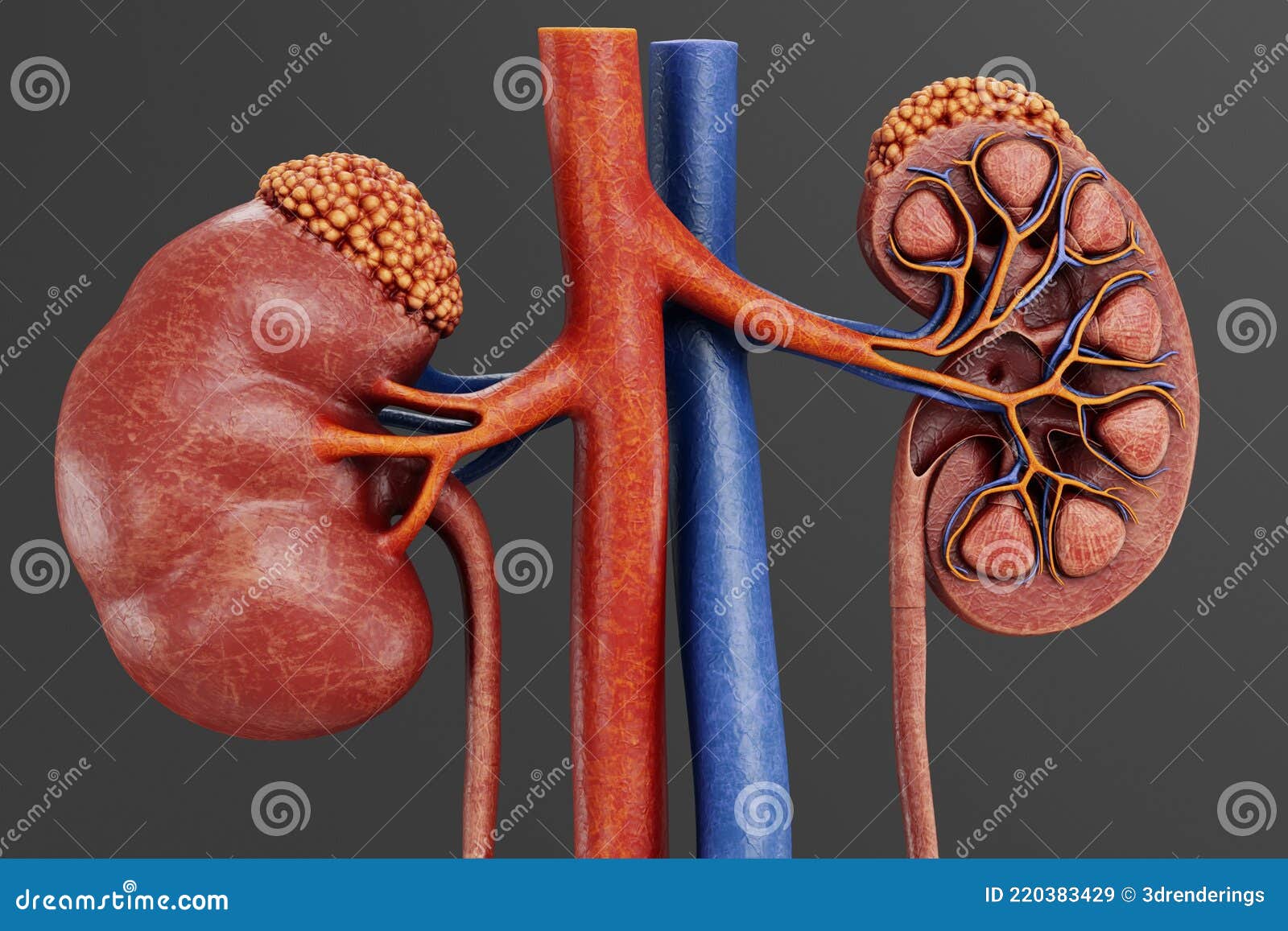 3D Render of Urinary Tract stock illustration. Illustration of bladder ...