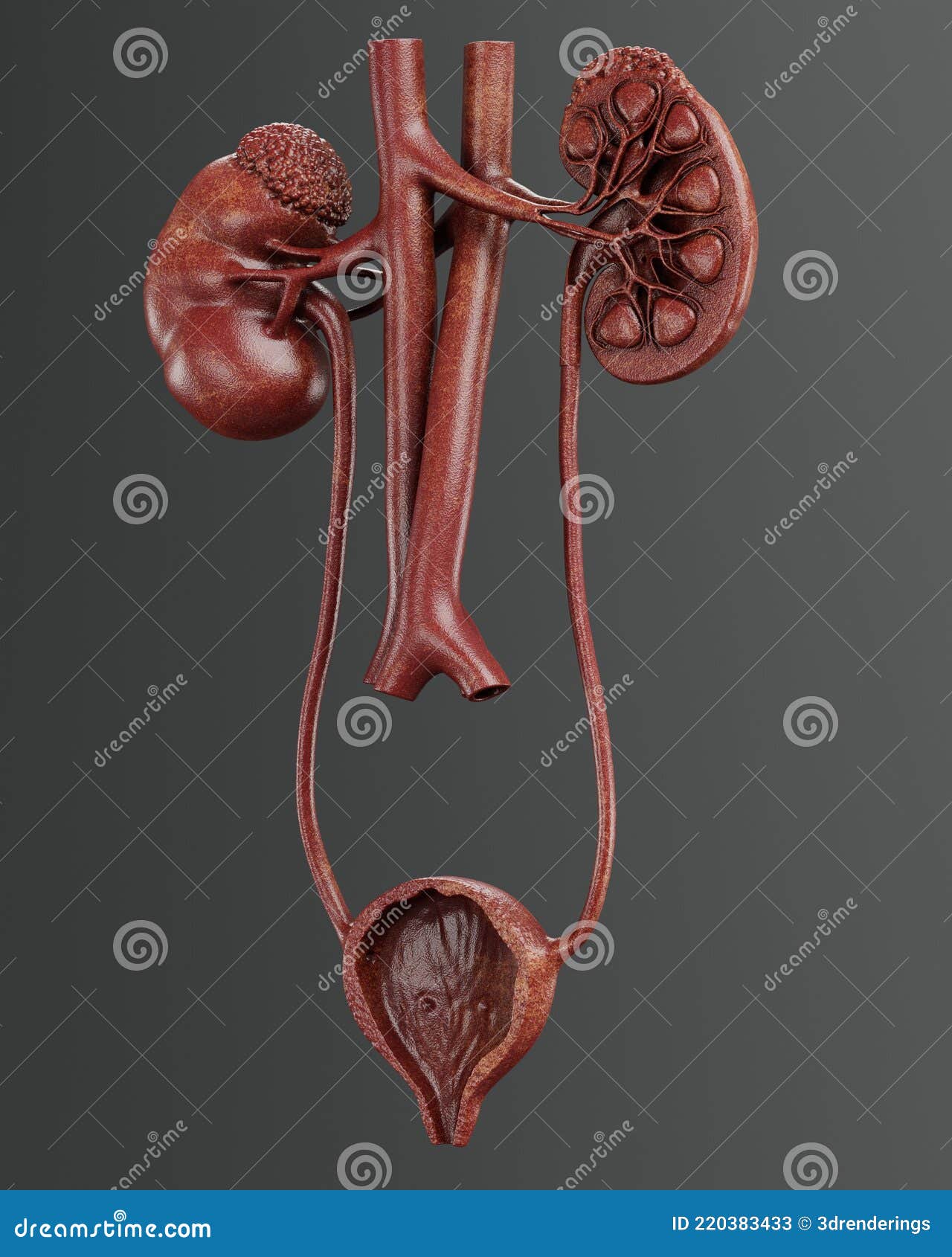 3D Render Of Urinary Tract Stock Photo | CartoonDealer.com #220383426