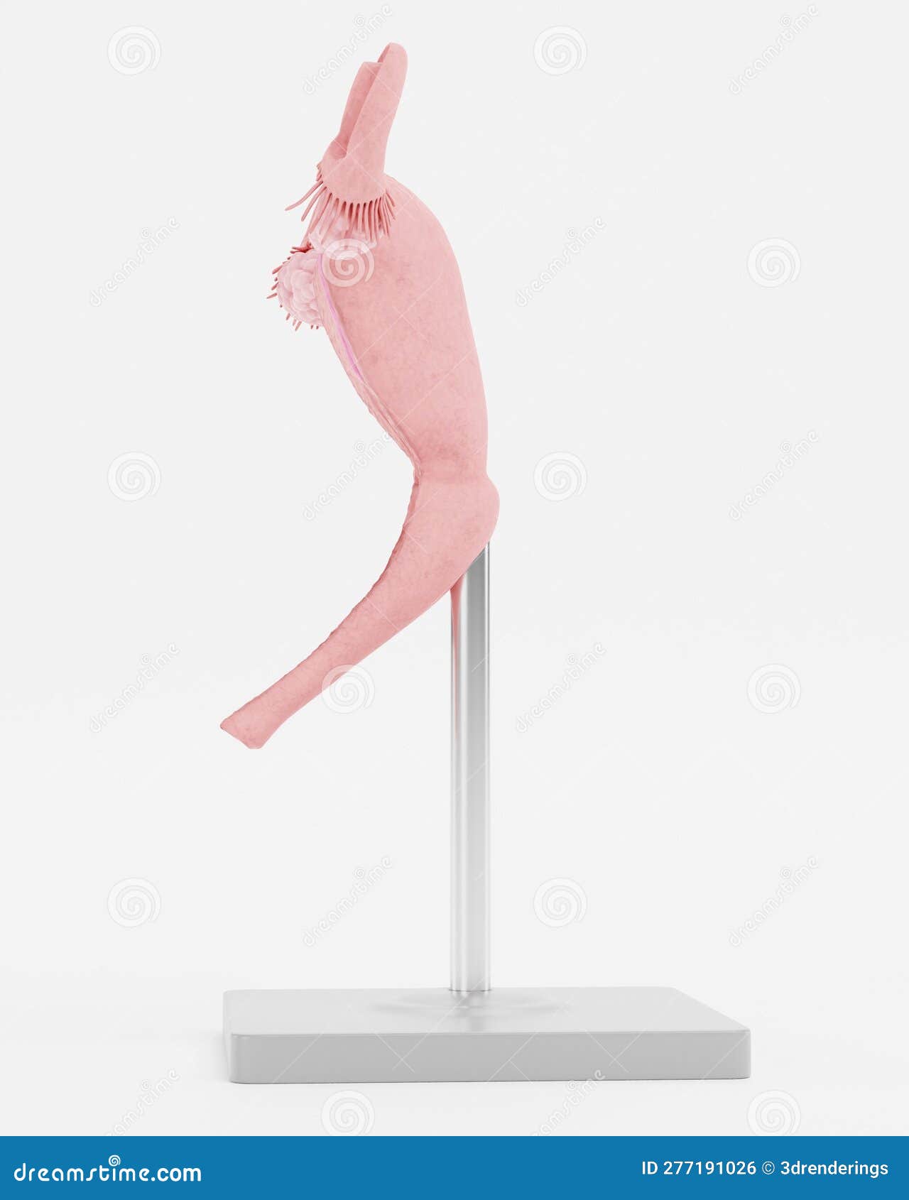 3D Render of Uterus Model stock illustration. Illustration of medical ...