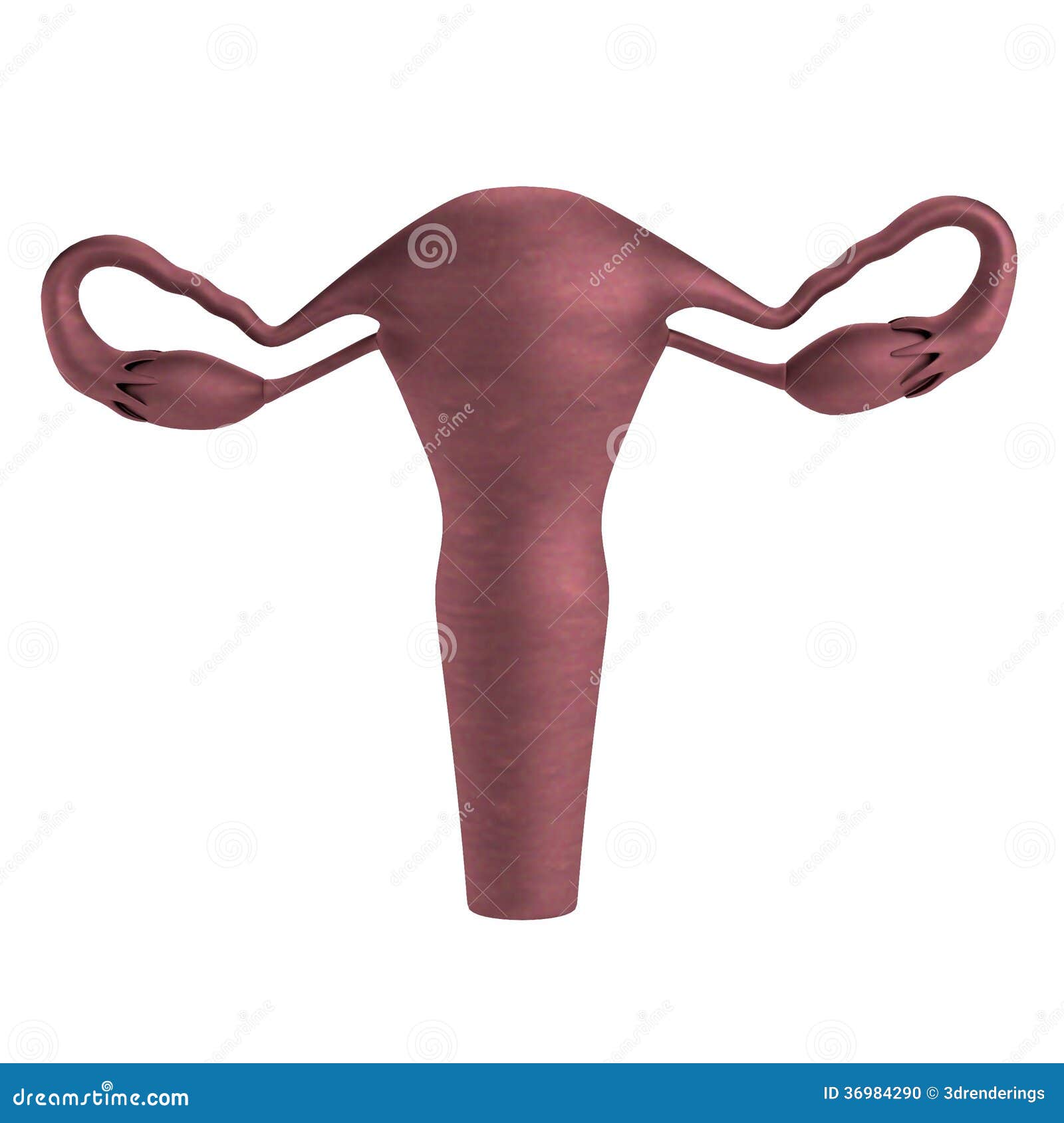 3d Render Of Uterus Stock Photo | CartoonDealer.com #38231910