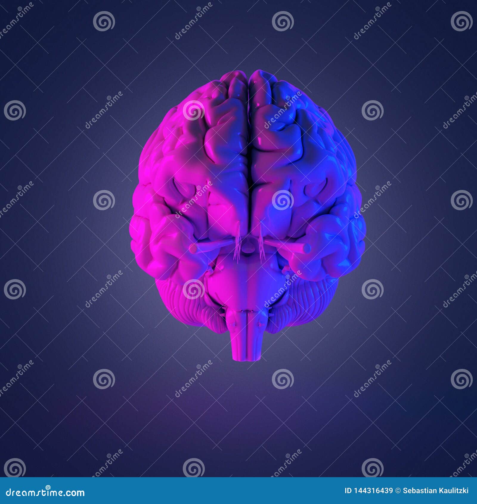 Brain. Neocortex. X-ray Blue Realistic Human`s Head Cartoon Vector ...