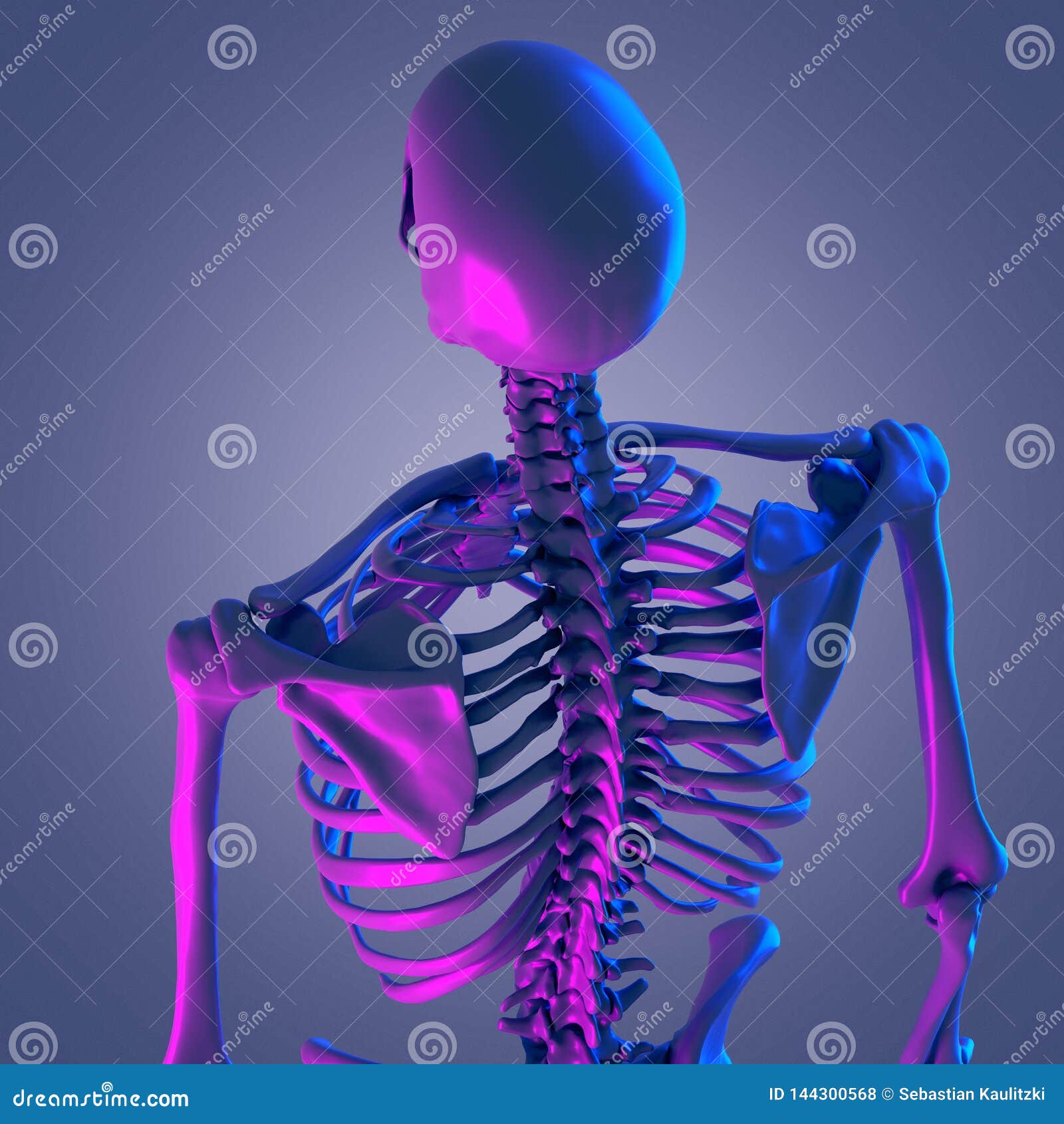 The skeletal back stock illustration. Illustration of vertebrae - 144300568