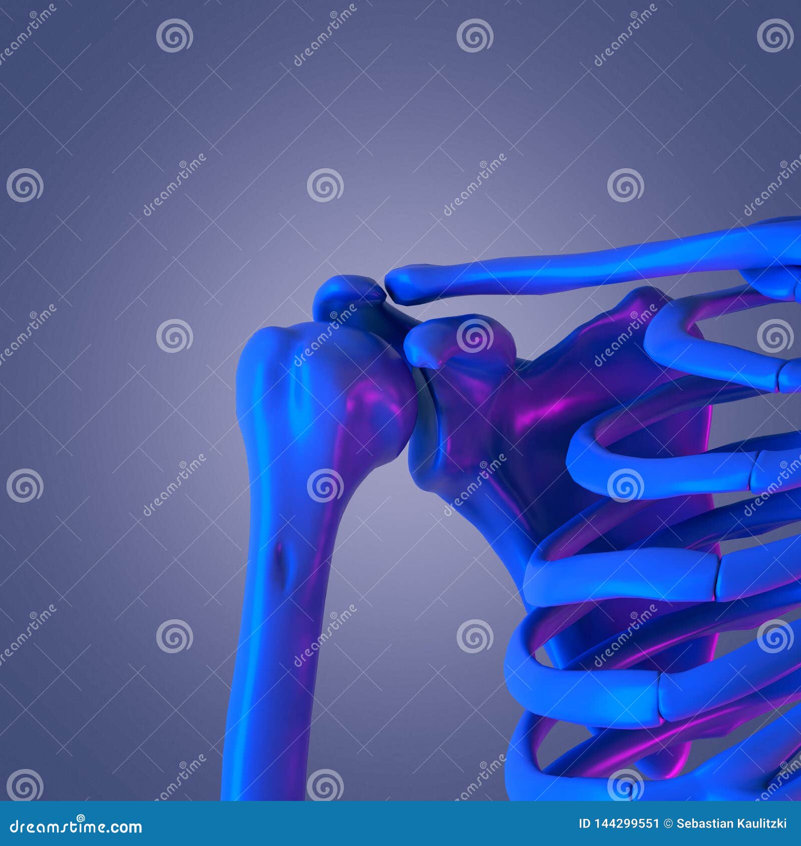 The skeletal shoulder stock illustration. Illustration of health ...
