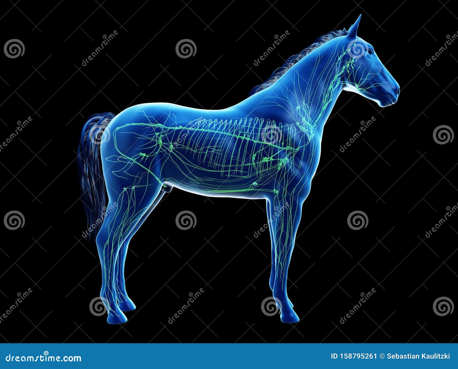 The lymphatic system stock illustration. Illustration of body - 158795261