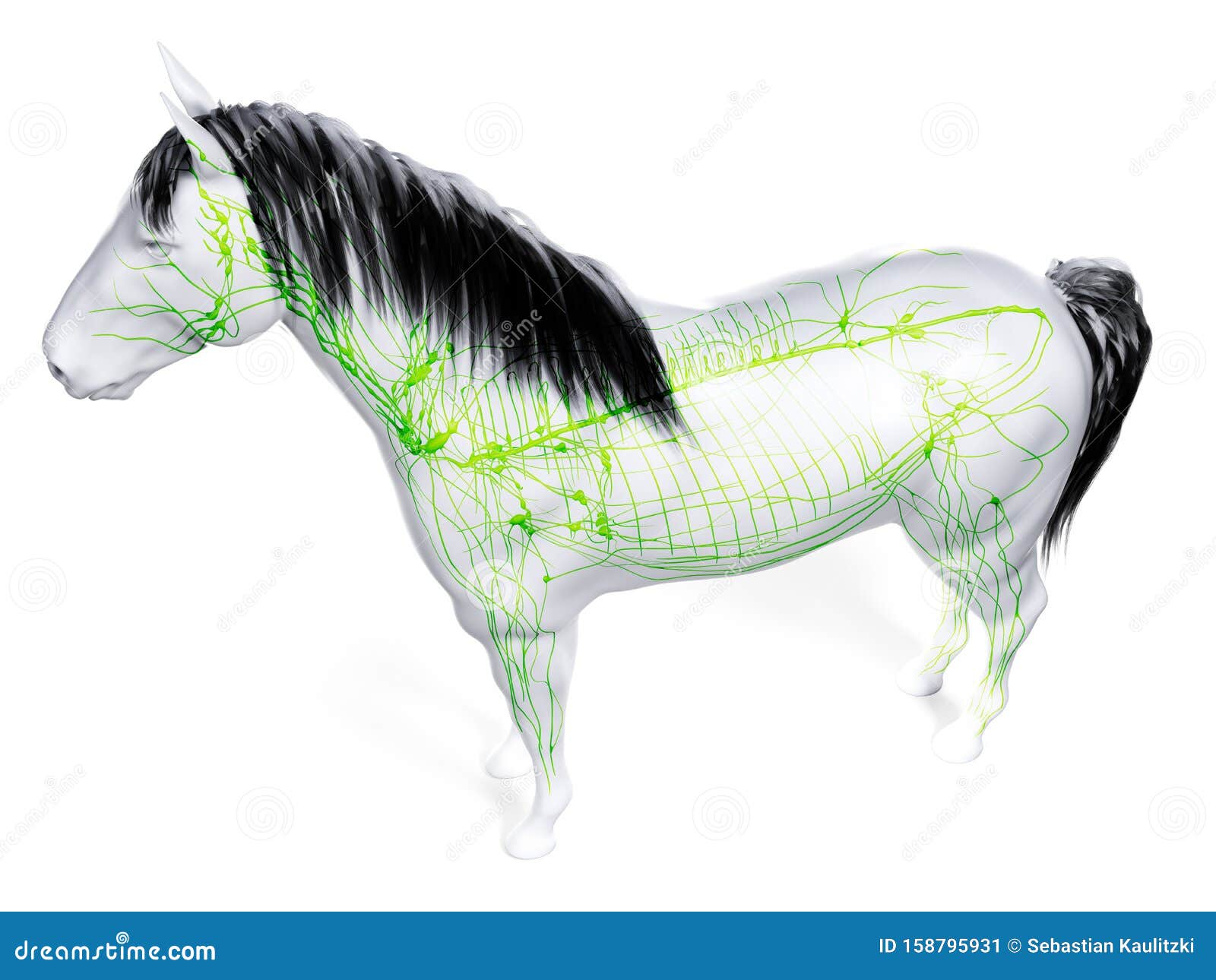 The lymphatic system stock illustration. Illustration of science ...