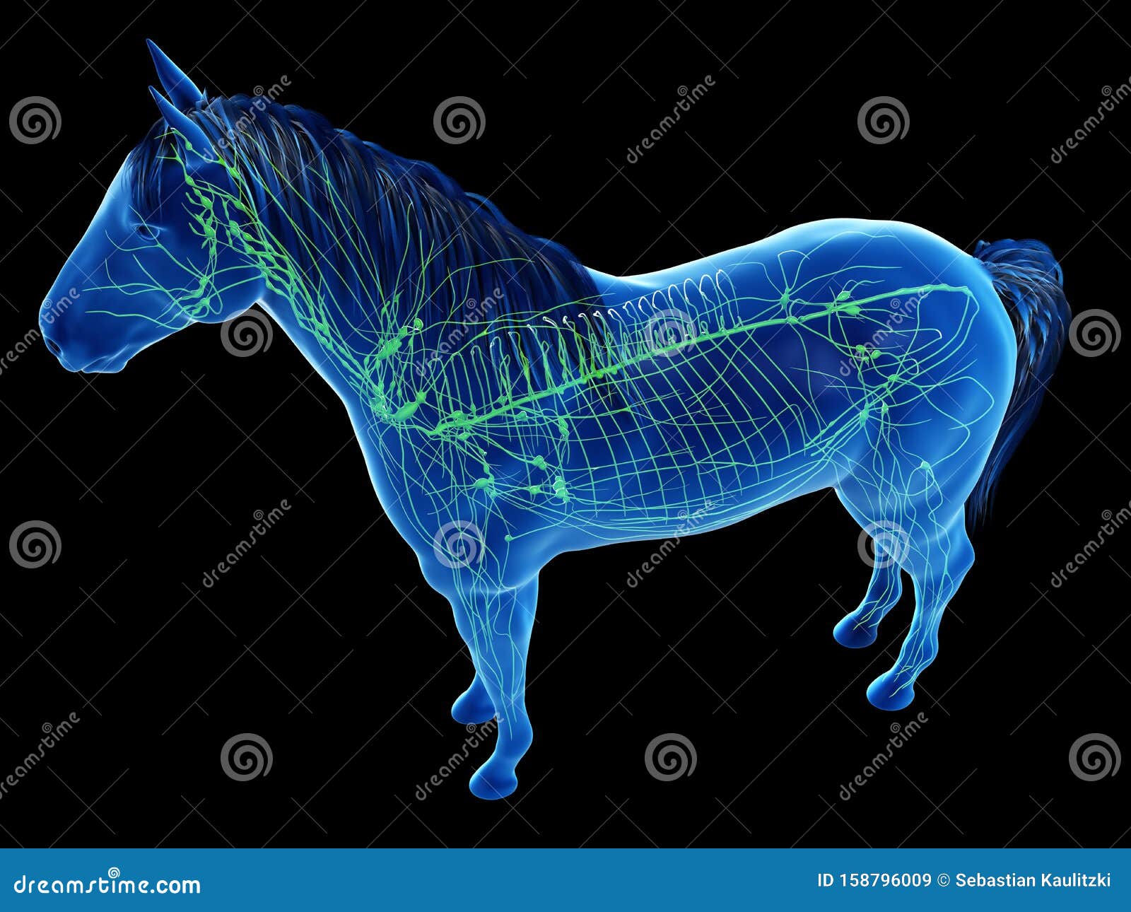 The lymphatic system stock illustration. Illustration of science ...