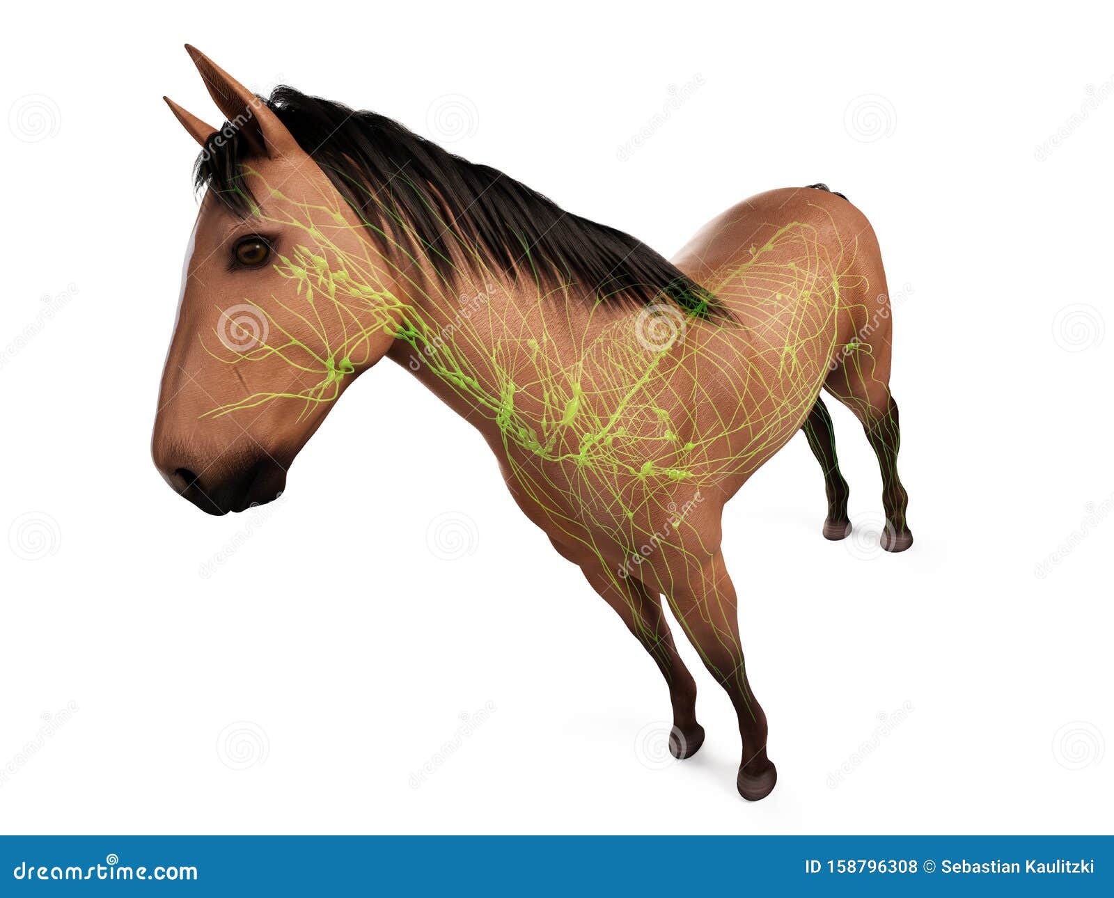 The lymphatic system stock illustration. Illustration of mammal - 158796308