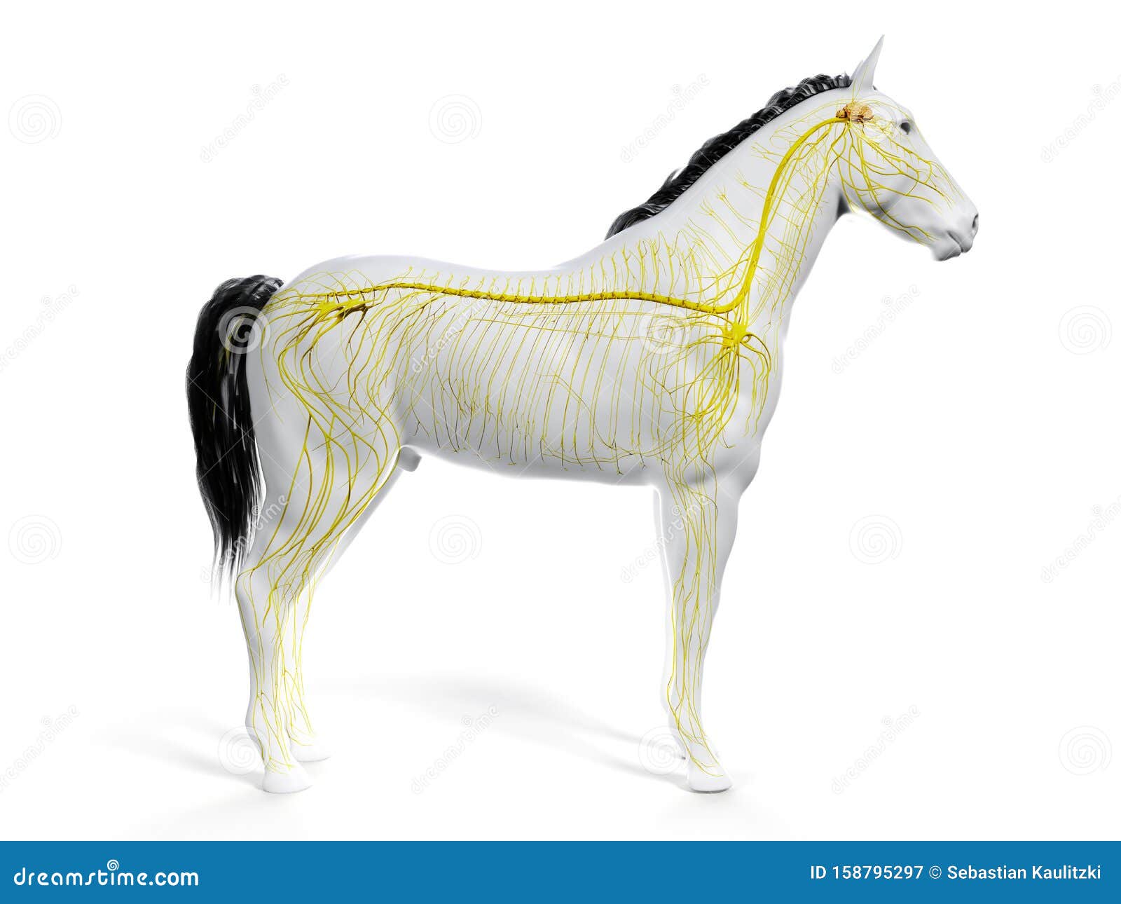 The nervous system stock illustration. Illustration of hoof - 158795297
