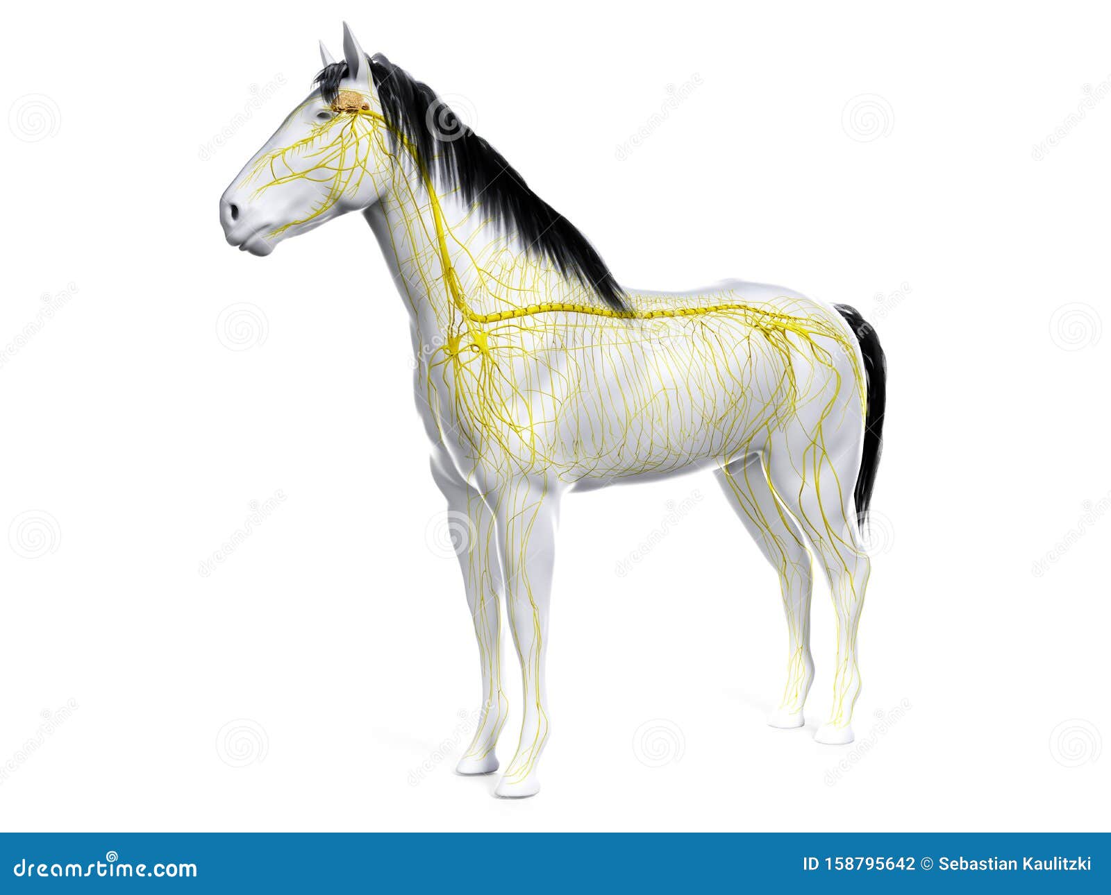 Equine Nervous System Diagram The Equine Anatomy