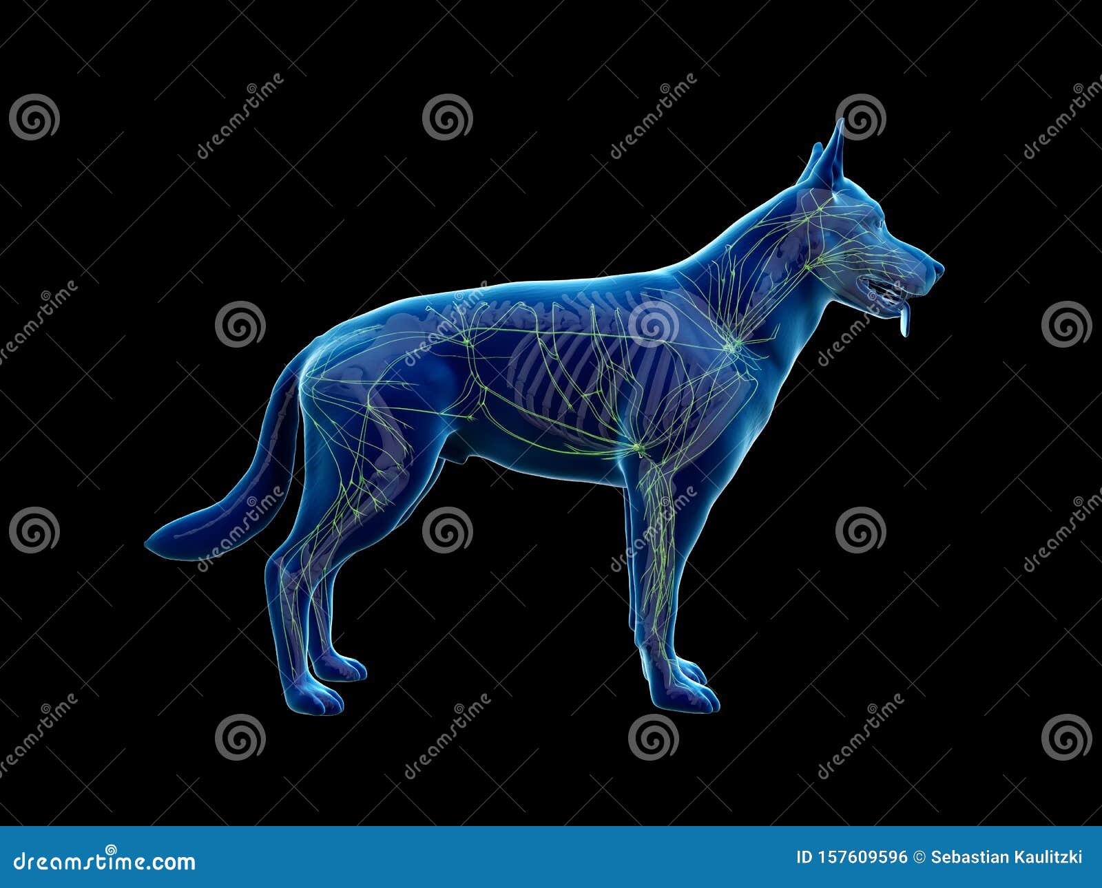 The Canine Lymphatic System Stock Illustration - Illustration of scheme ...