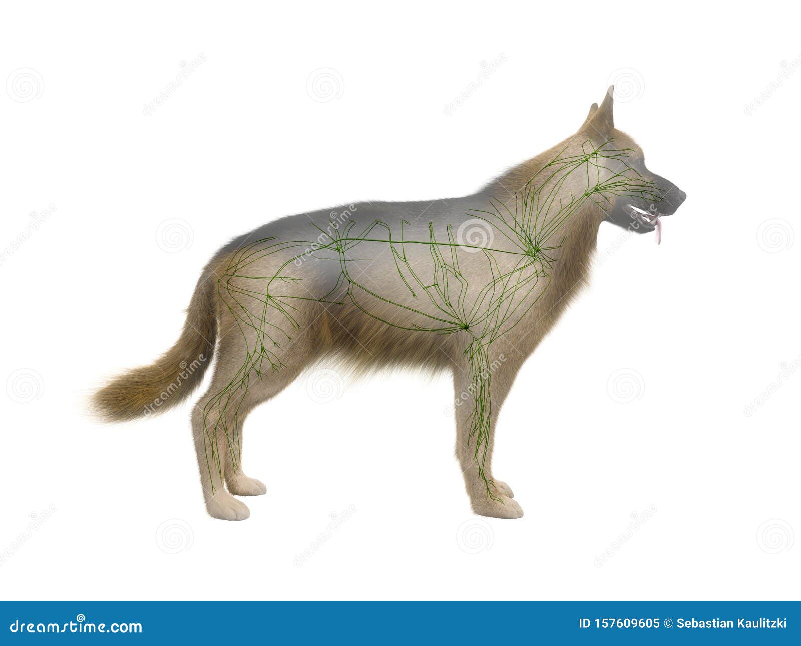 The Canine Lymphatic System Stock Illustration - Illustration of ...