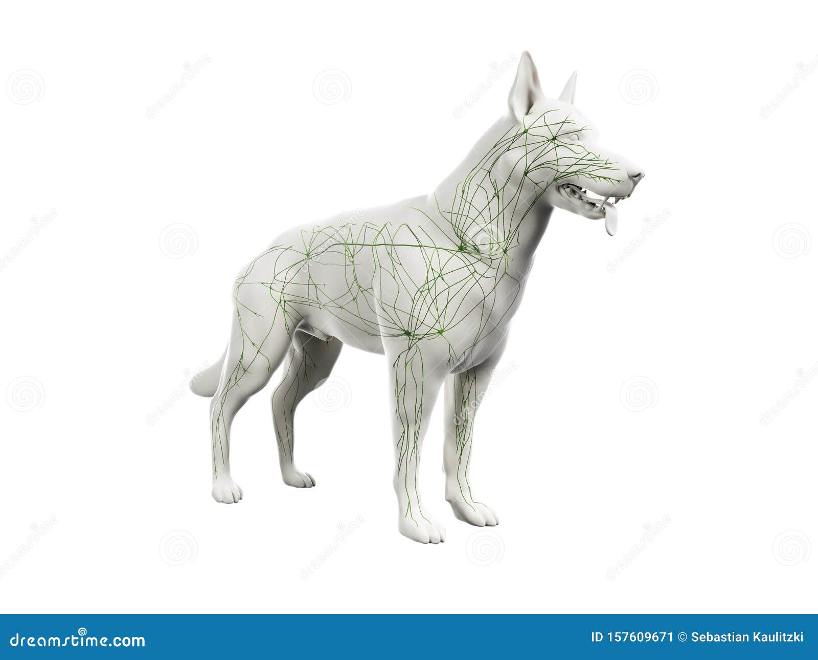 The Canine Lymphatic System Stock Illustration - Illustration of life ...