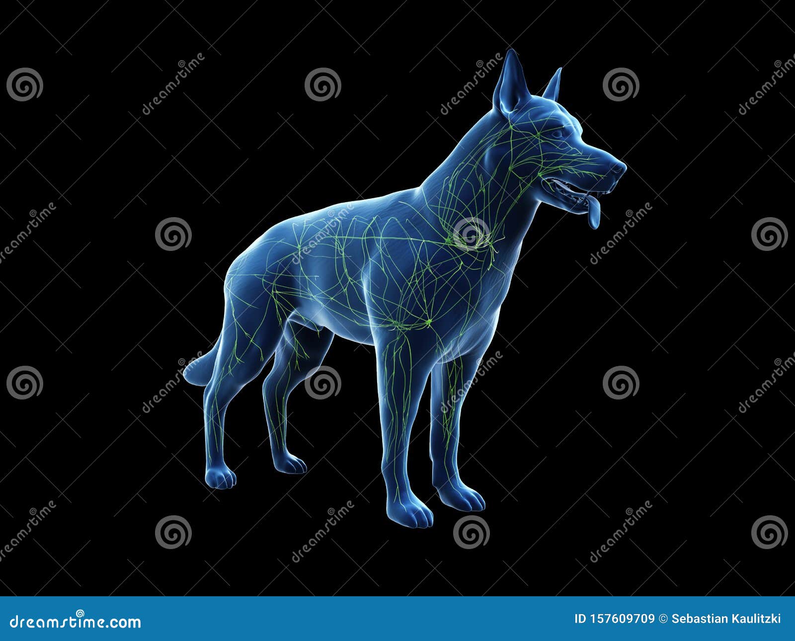 The Canine Lymphatic System Stock Illustration - Illustration of ...