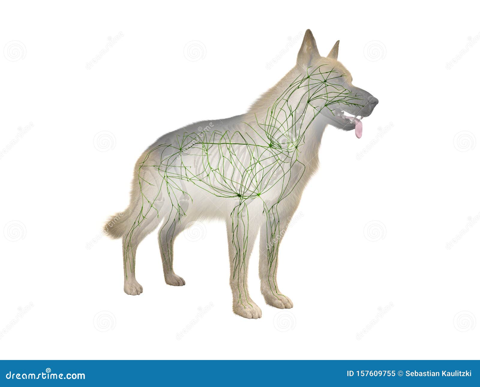 The Canine Lymphatic System Stock Illustration - Illustration of ...