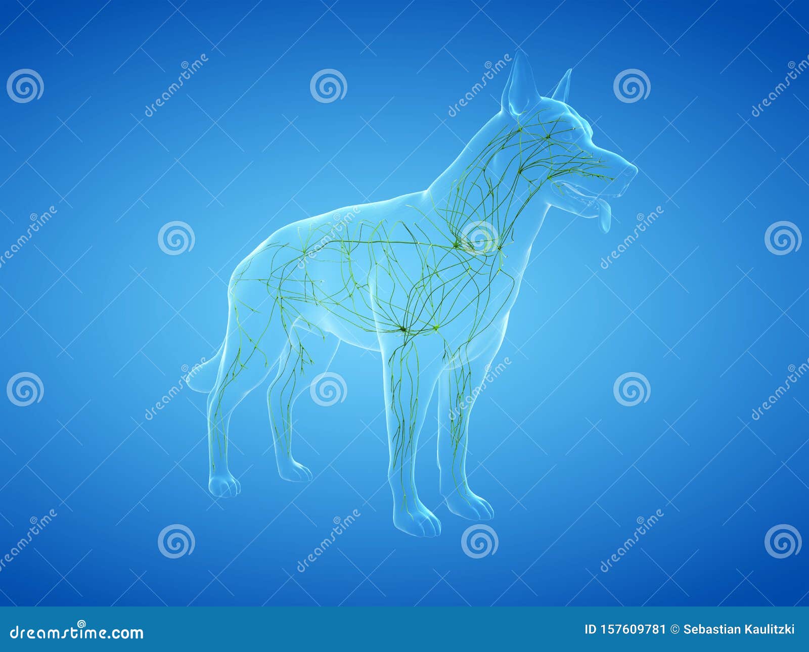 The Canine Lymphatic System Stock Illustration | CartoonDealer.com ...