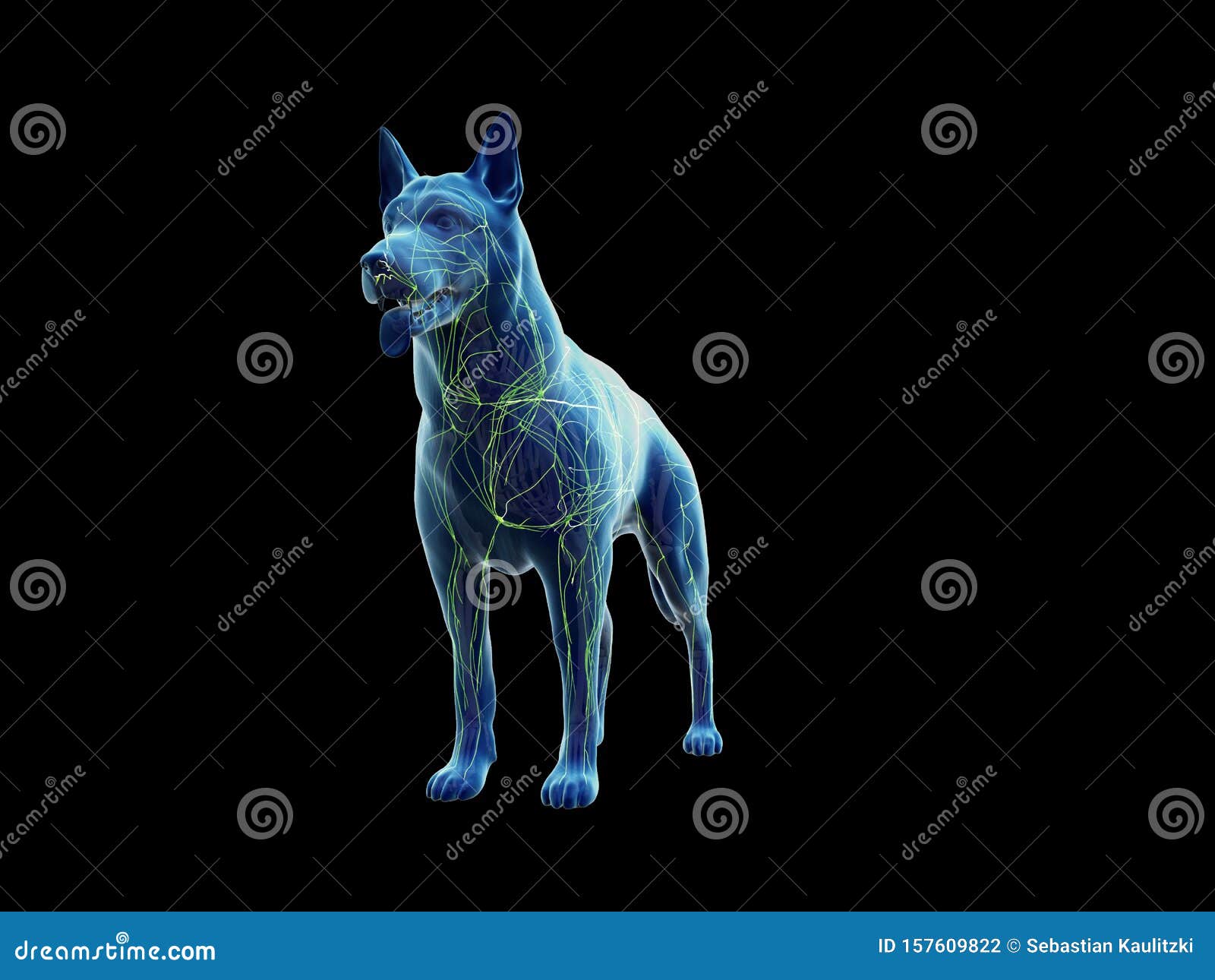 The Canine Lymphatic System Stock Illustration - Illustration of ...