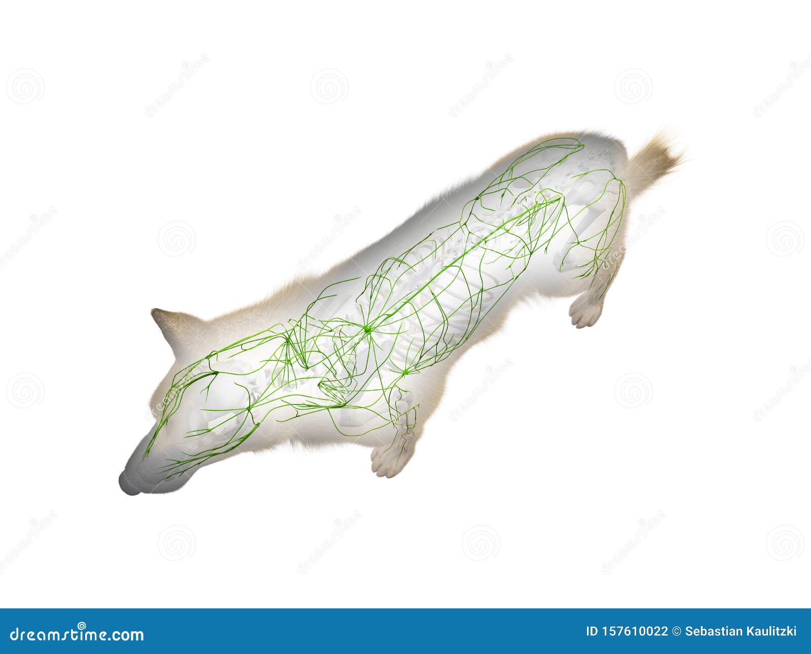 Canine Lymphatic System Diagram Lymphatic System (with Image
