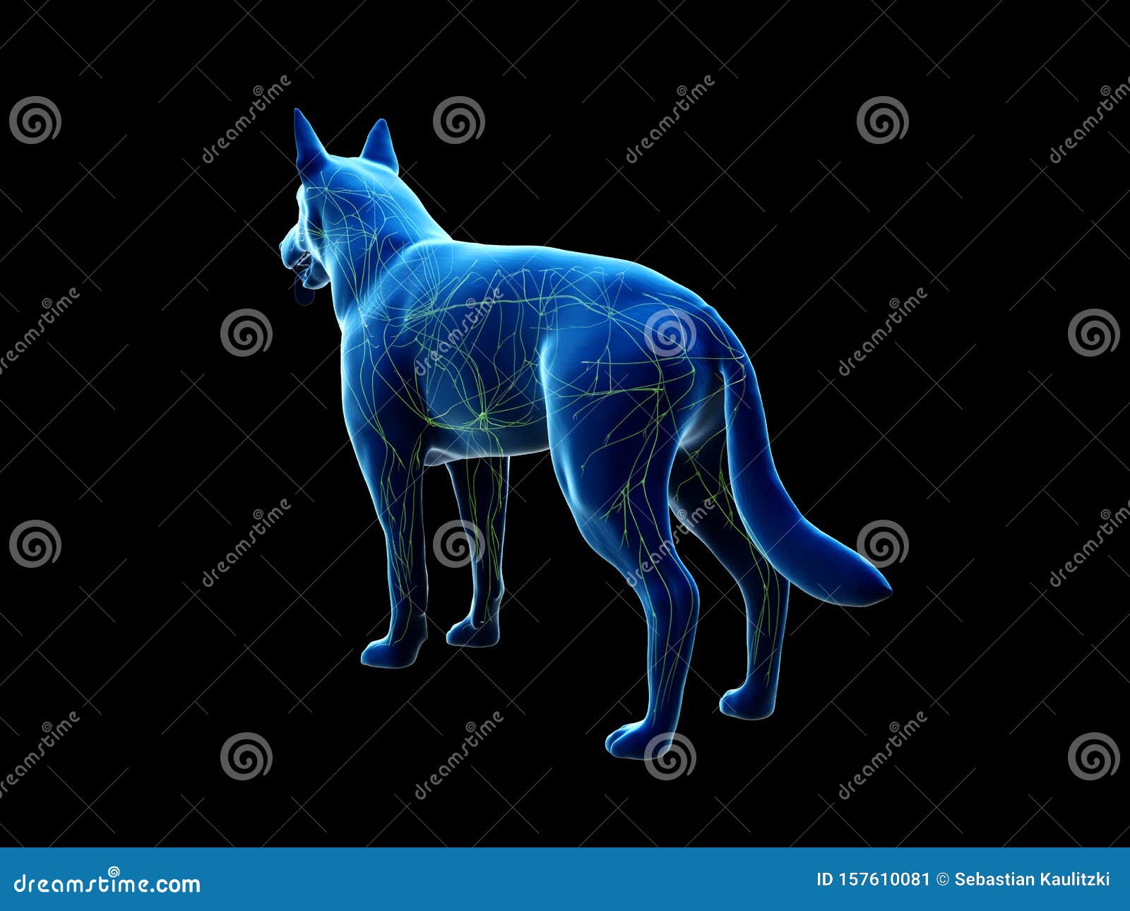 The Canine Lymphatic System Stock Illustration - Illustration of system ...