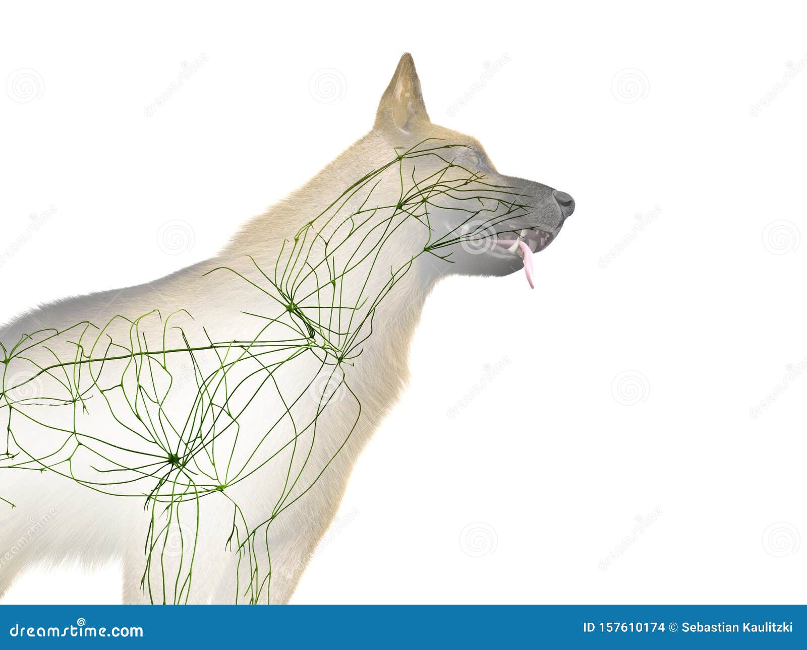 The Canine Lymphatic System Stock Illustration - Illustration of vessel ...