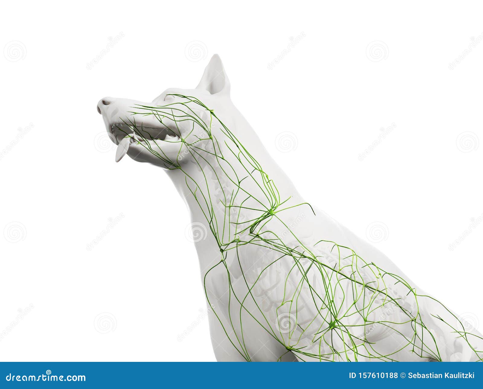 The Canine Lymphatic System Stock Illustration - Illustration of ...
