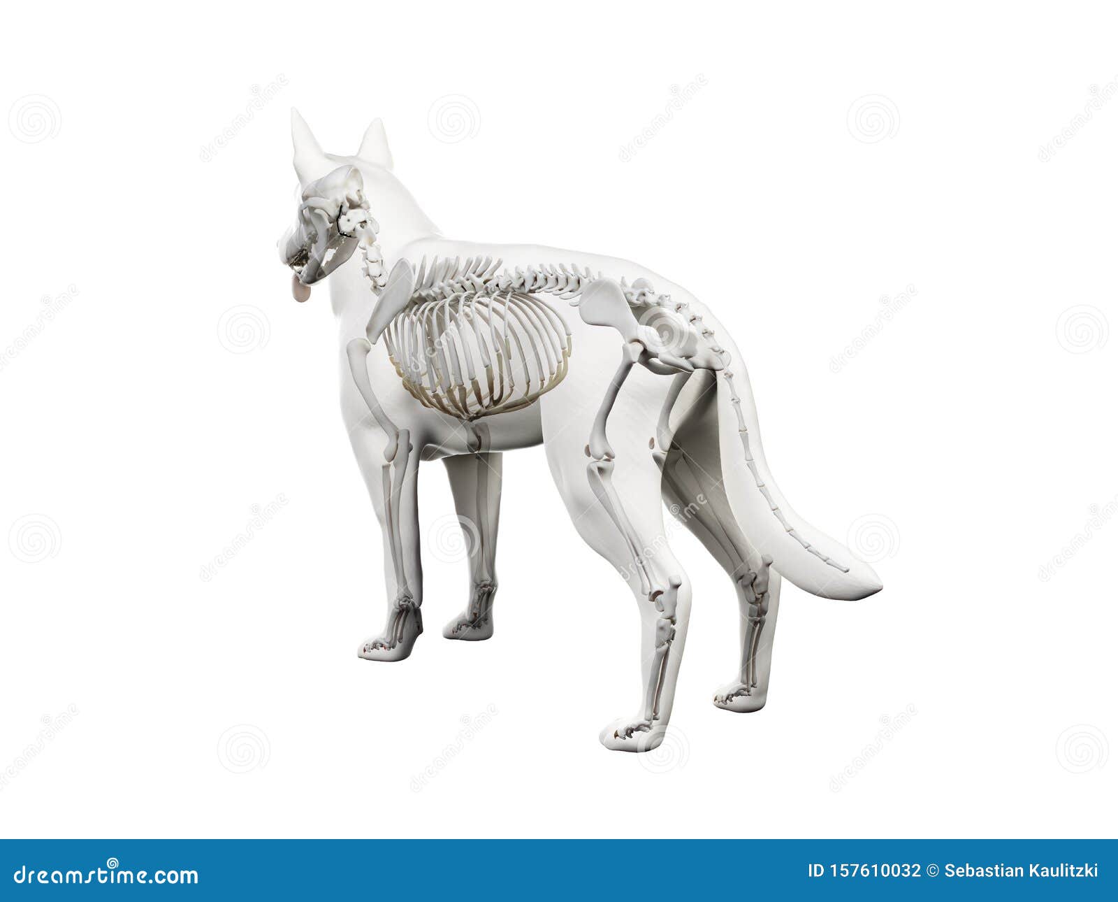 The canine skeleton stock illustration. Illustration of schematic ...