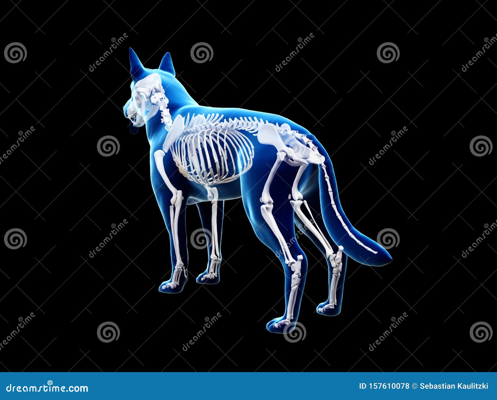 The canine skeleton stock illustration. Illustration of skeletal ...