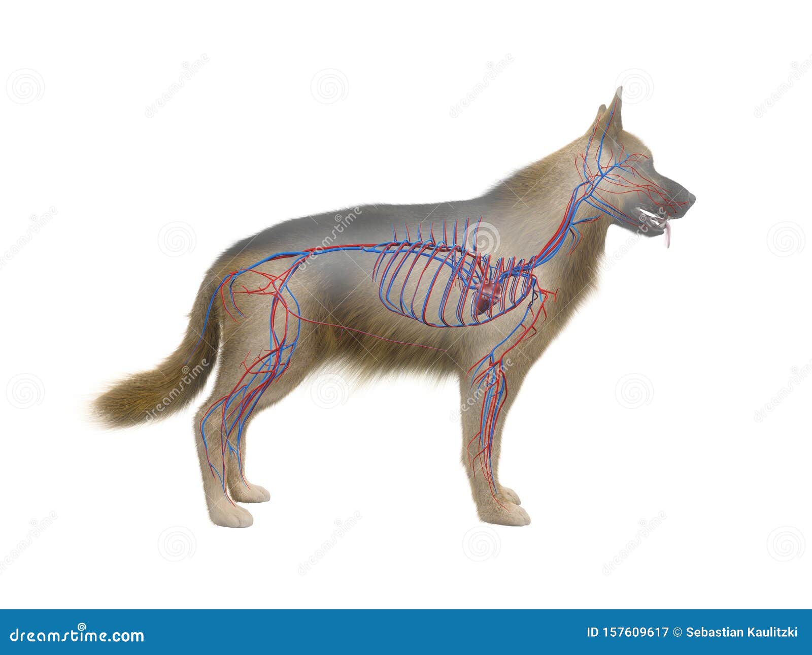 The canine vascular system stock illustration. Illustration of biology ...