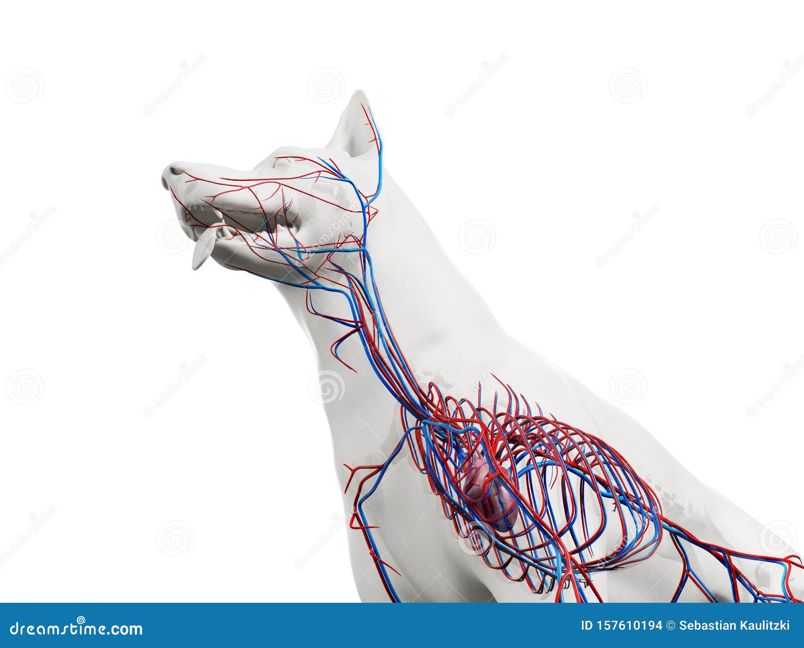 The canine vascular system stock illustration. Illustration of cardiac ...