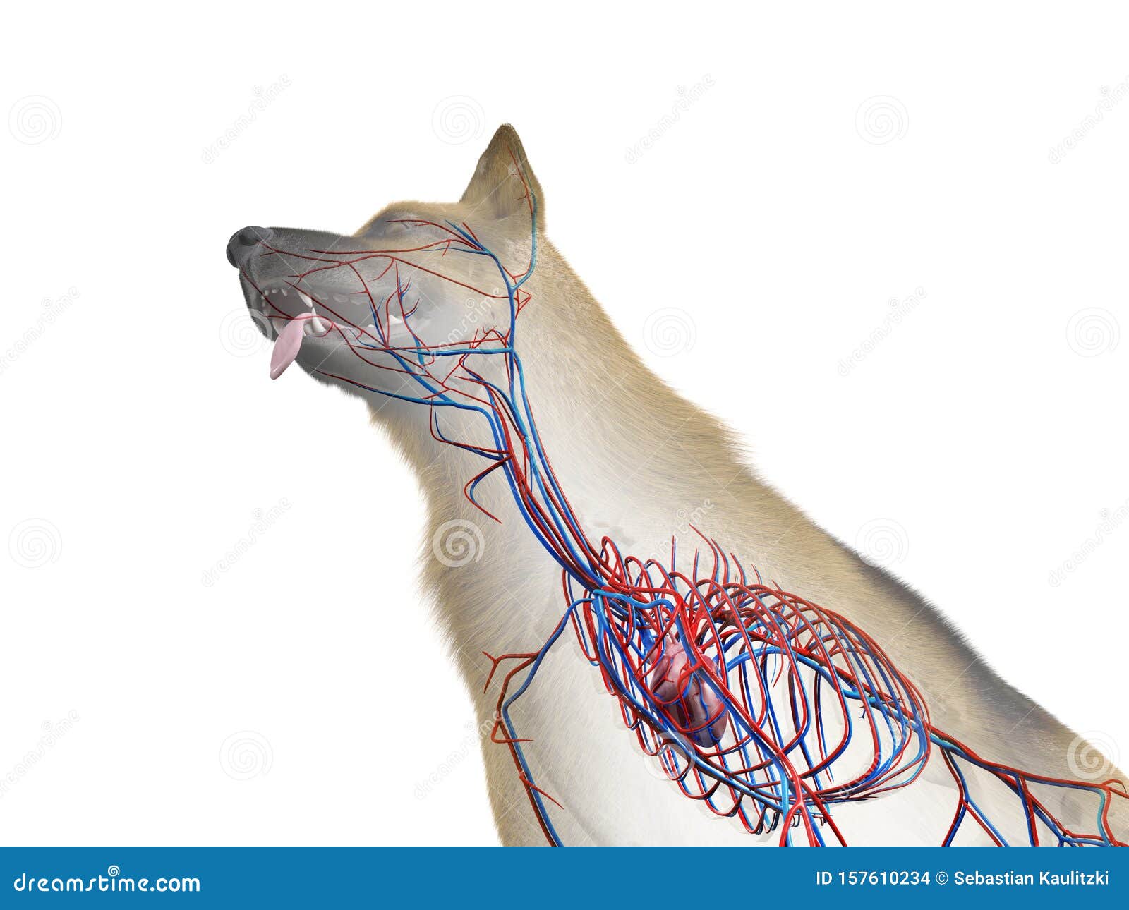 The canine vascular system stock illustration. Illustration of medicine ...