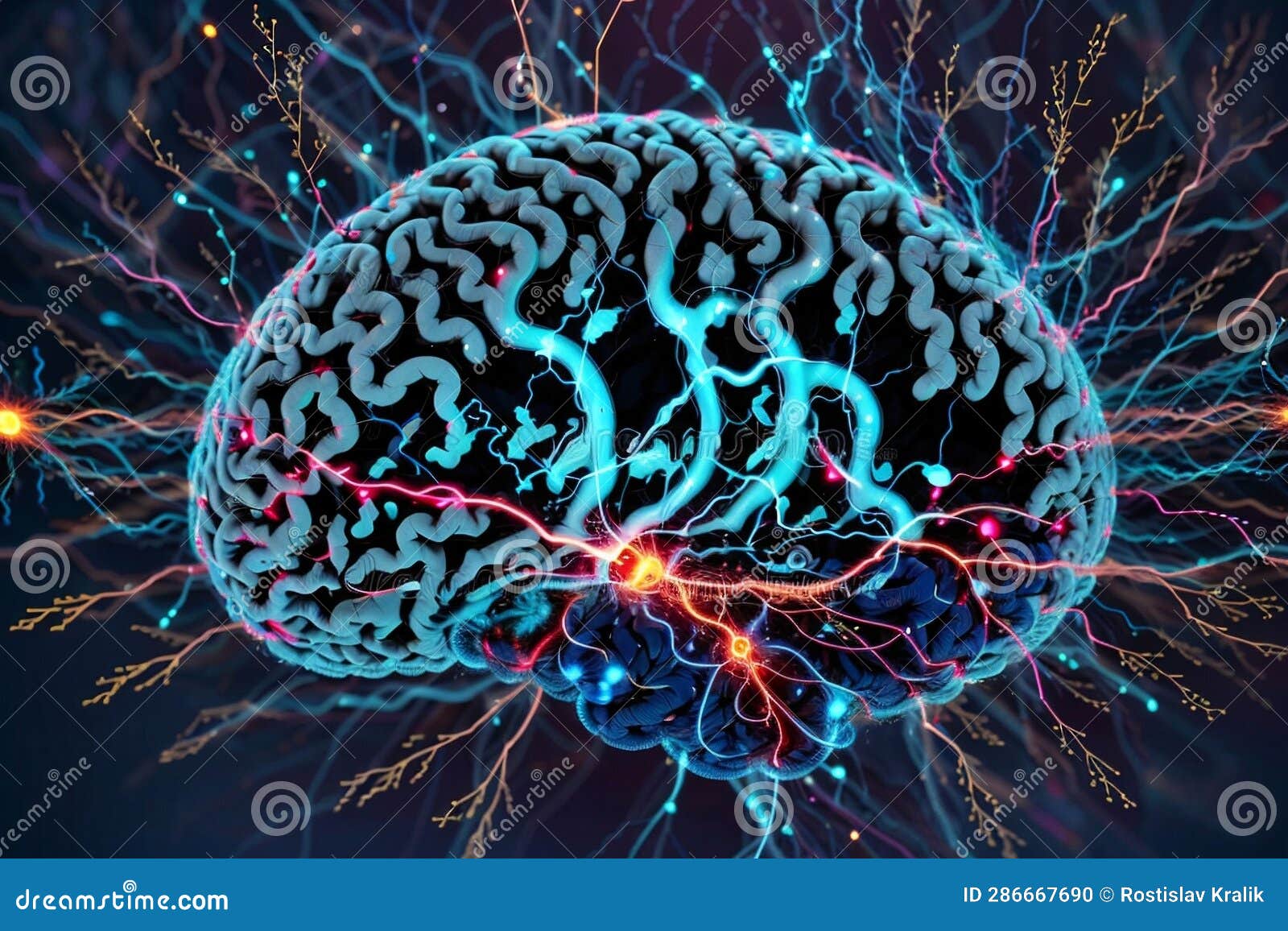 3d Rendered Anatomy Illustration of a Human Brain Stock Illustration ...