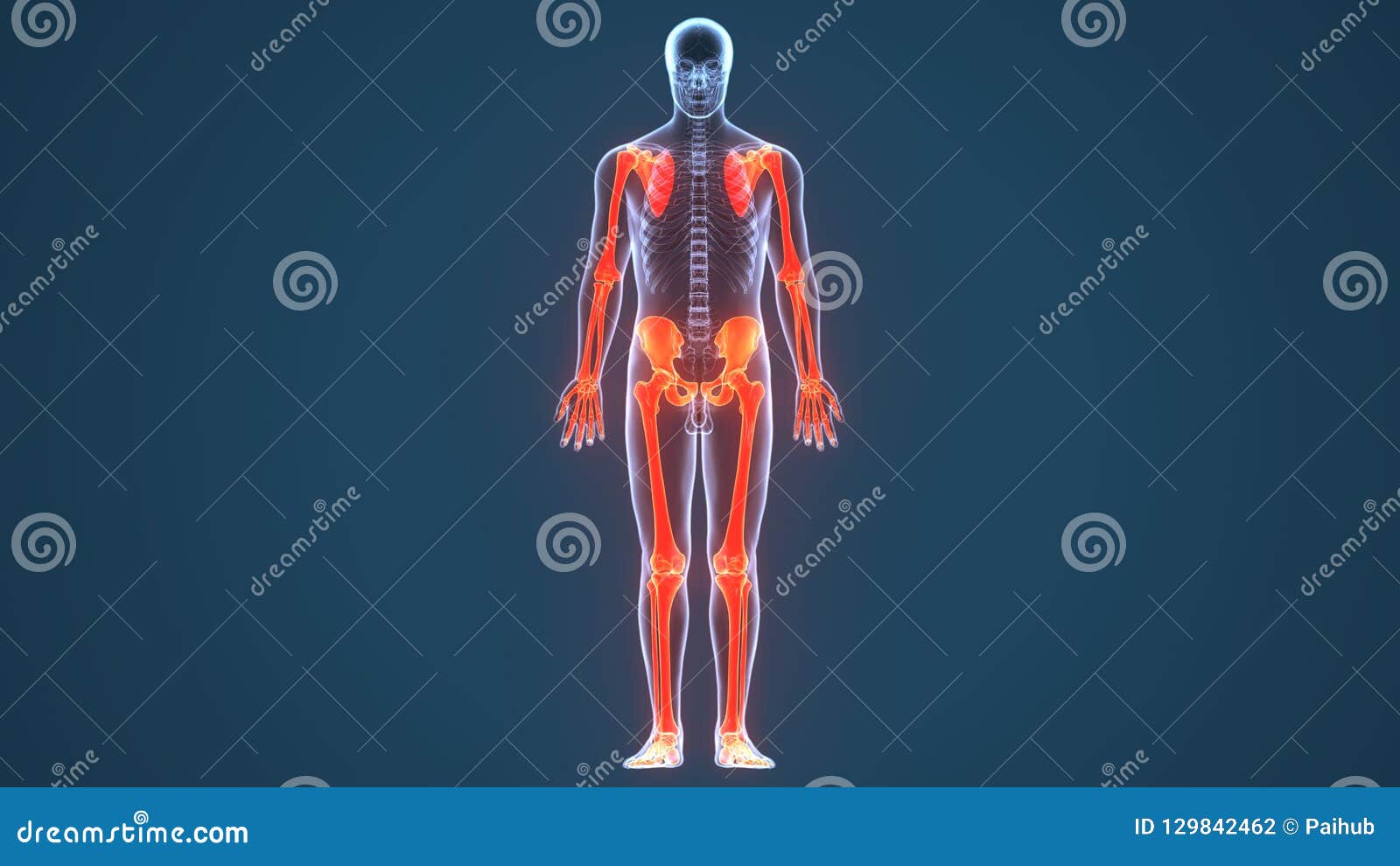 3d Rendered Anatomy Illustration of a Human Skeleton-back Side Stock ...
