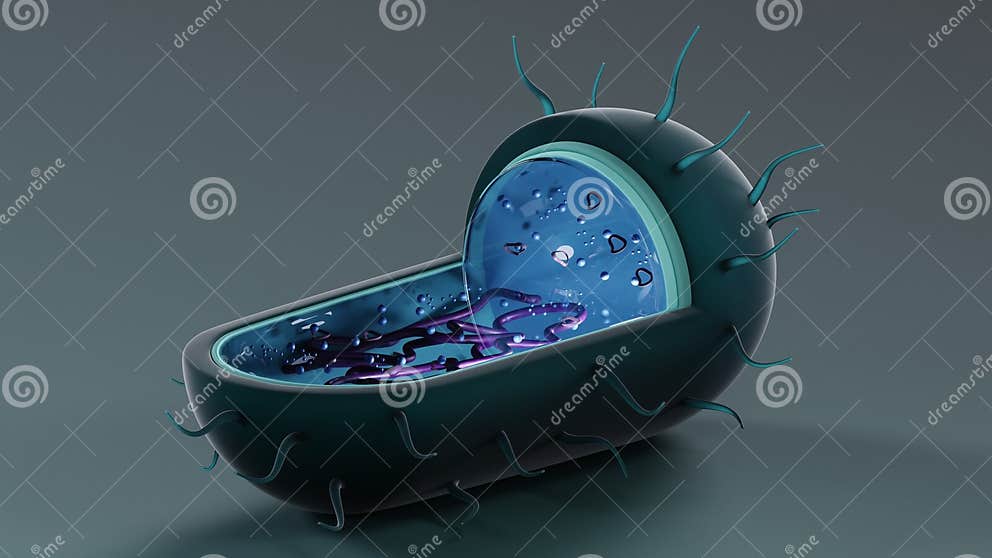 3d Rendered Bacteria Illustration Internal Structure Stock Illustration ...