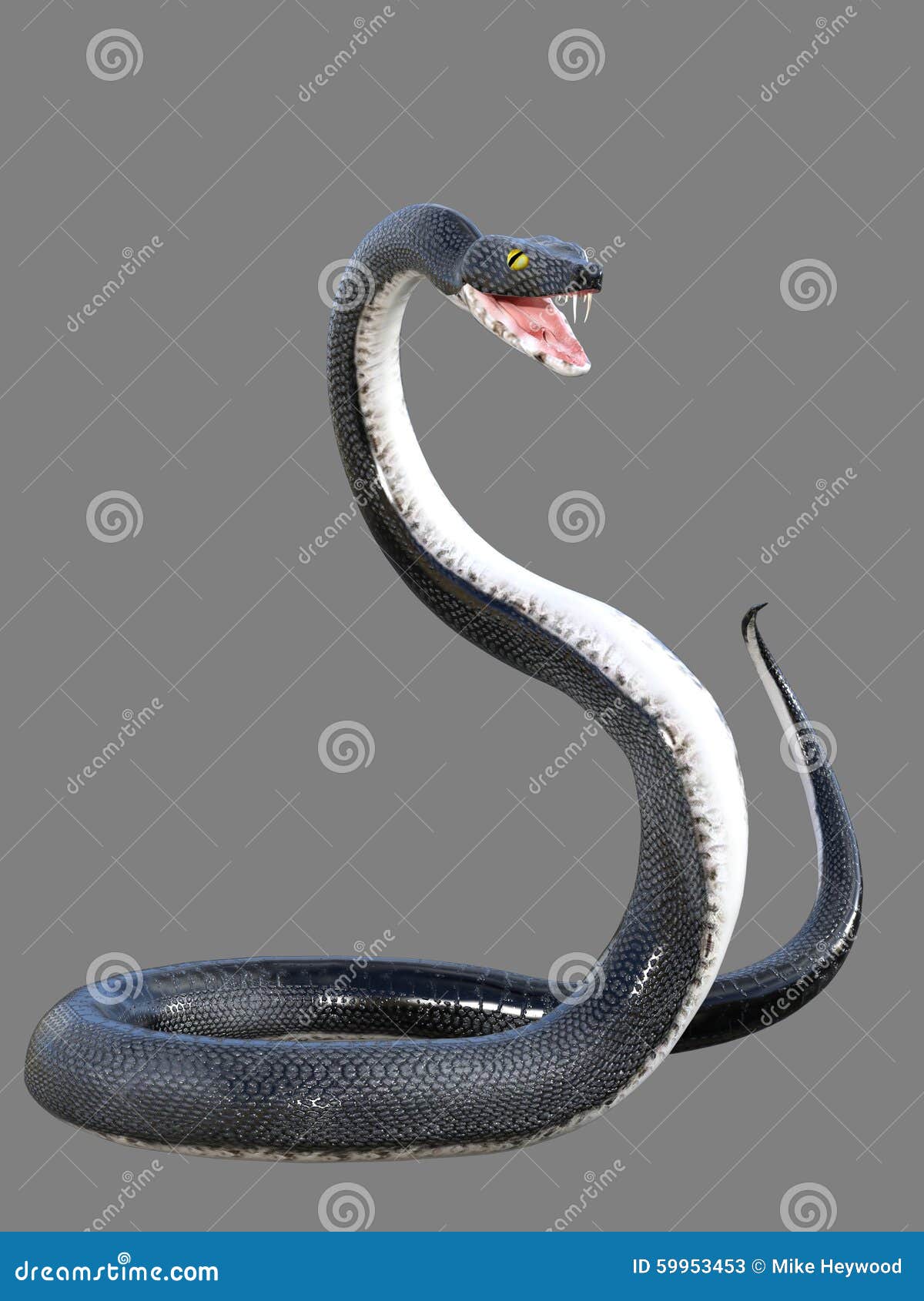 3d rendered black viper stock image. Illustration of rendered - 59953453