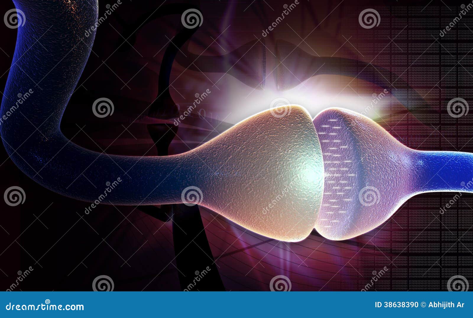 Chemical Synapse Structure. Neuron Communication Cartoon Vector ...