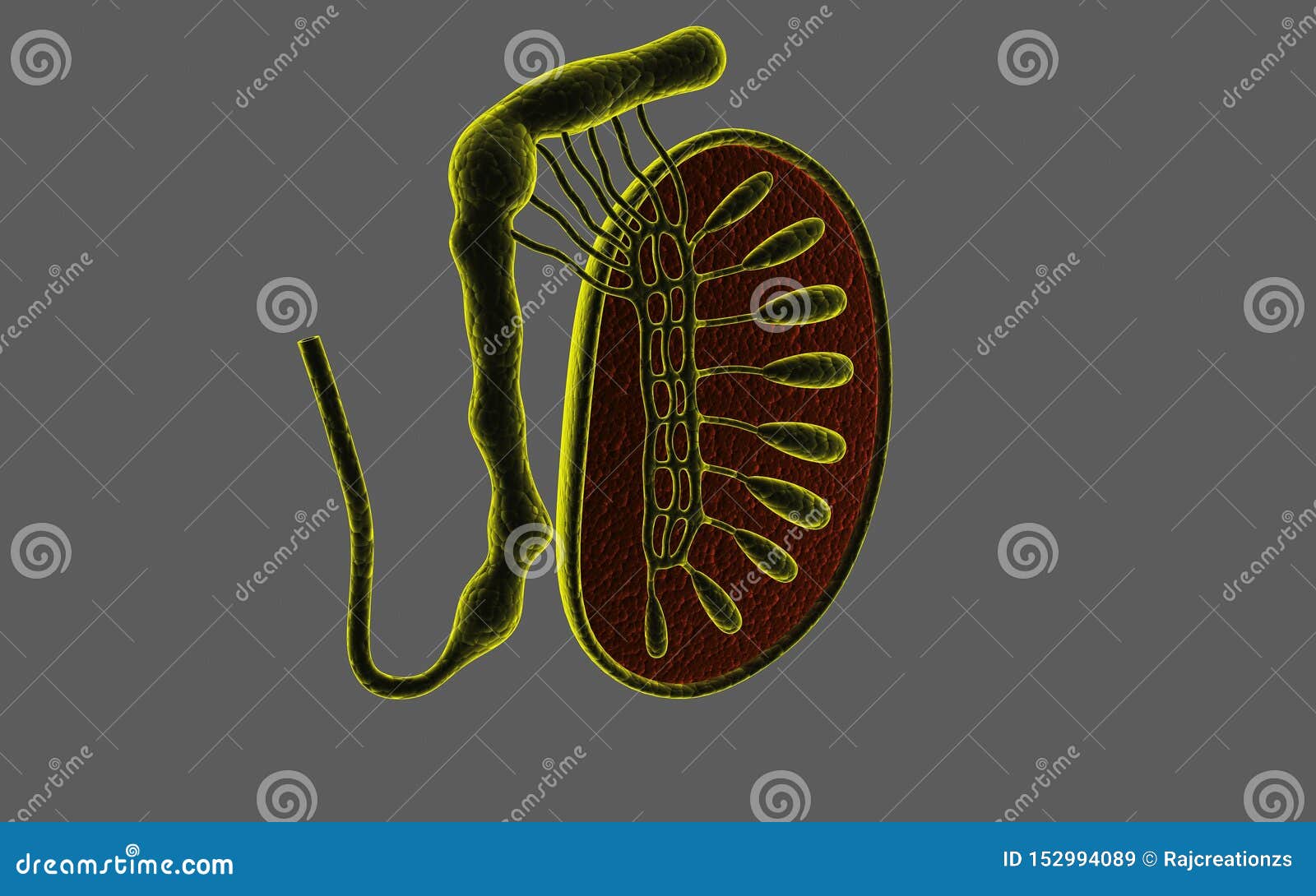 3d Rendered Cross Section Of Testicles Isolated On Dark Background