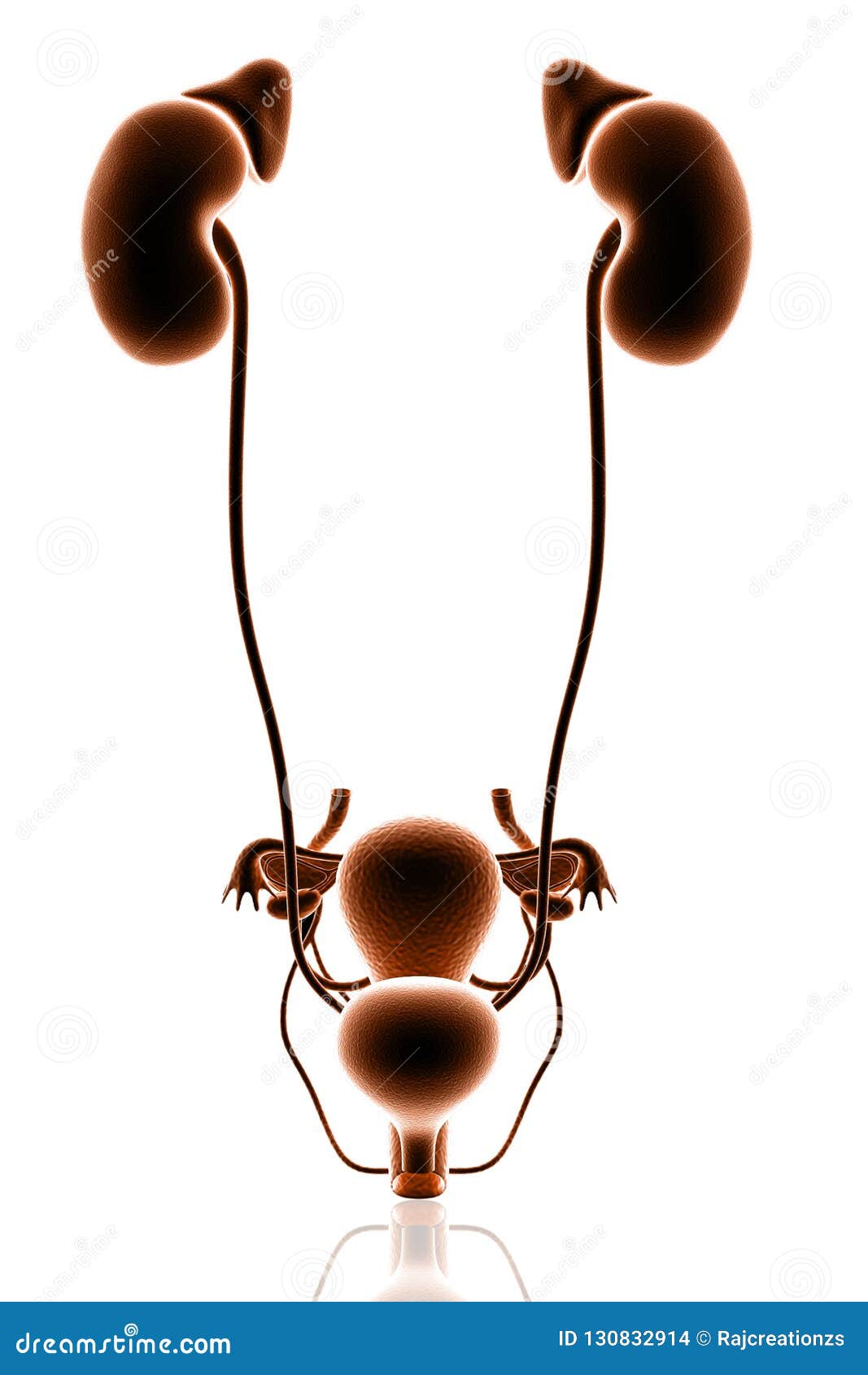 Female Urinary System Royalty-Free Cartoon | CartoonDealer.com #12716630