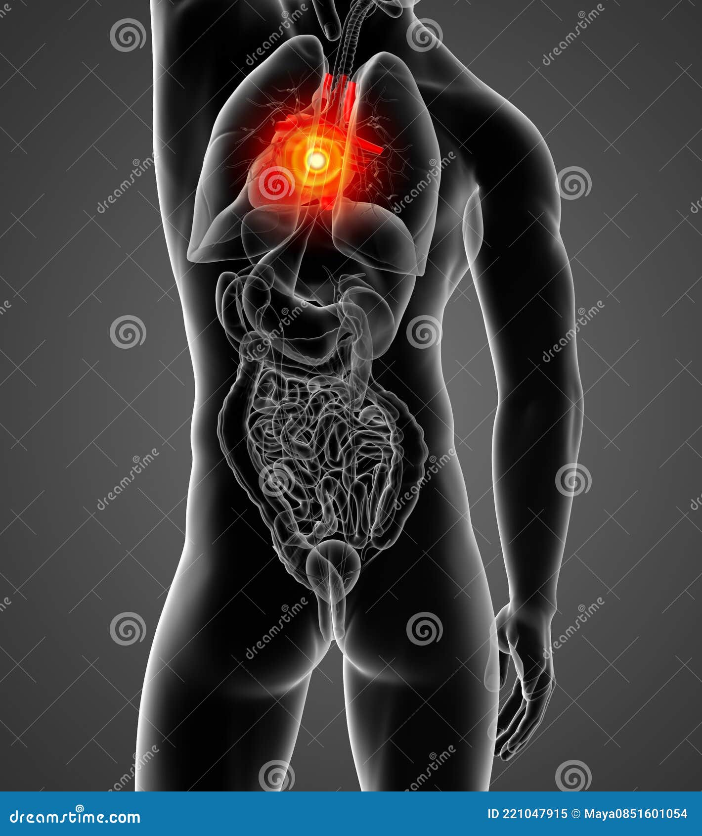 3D Rendering Illustration of Human Heart Stock Illustration ...