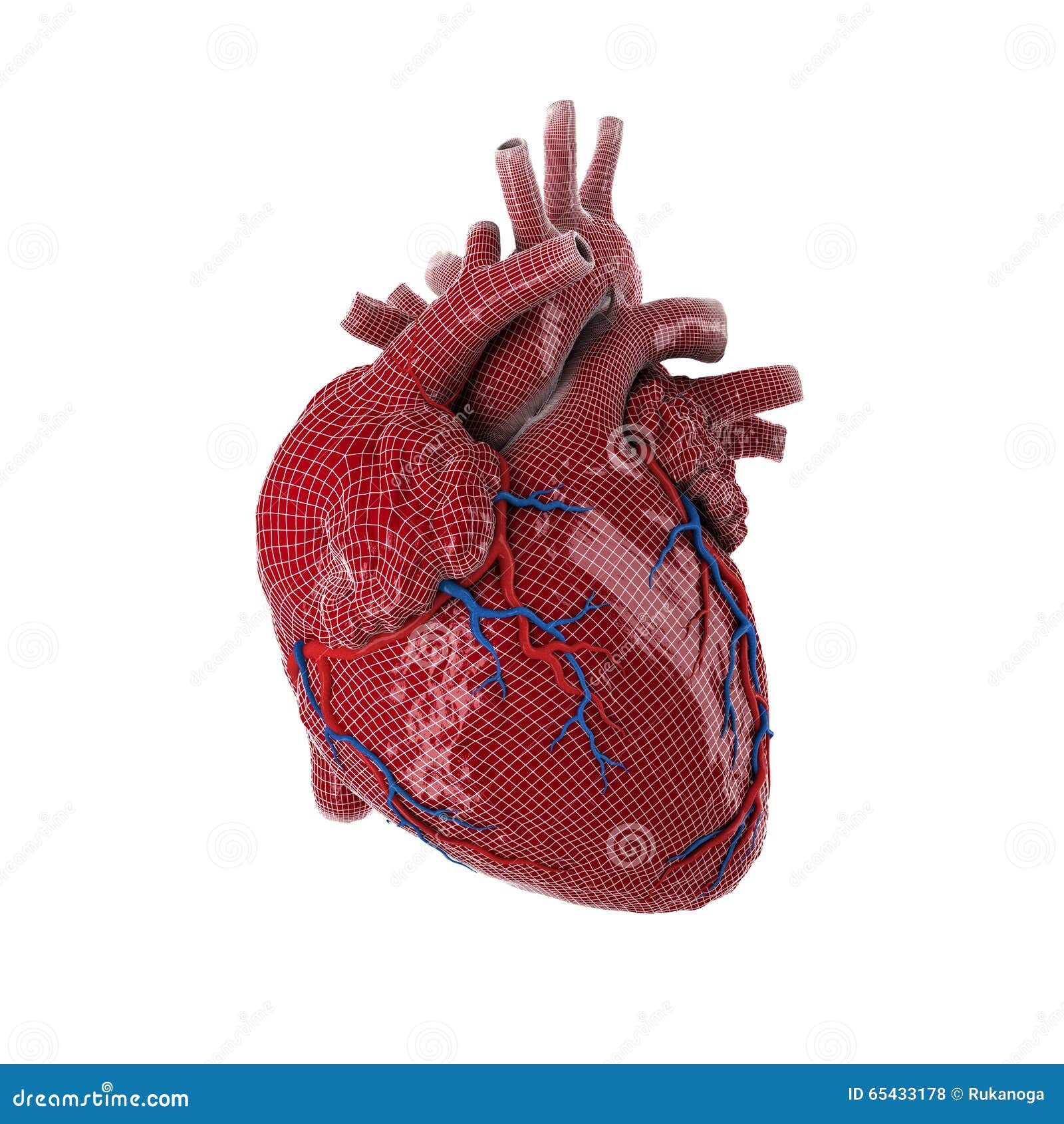 Human Heart. Endocardium Royalty-Free Stock Photo | CartoonDealer.com ...