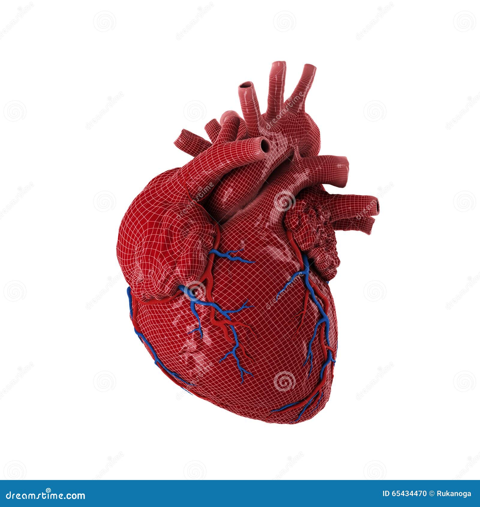3d rendered human heart. stock photo. Image of clinic - 65434470