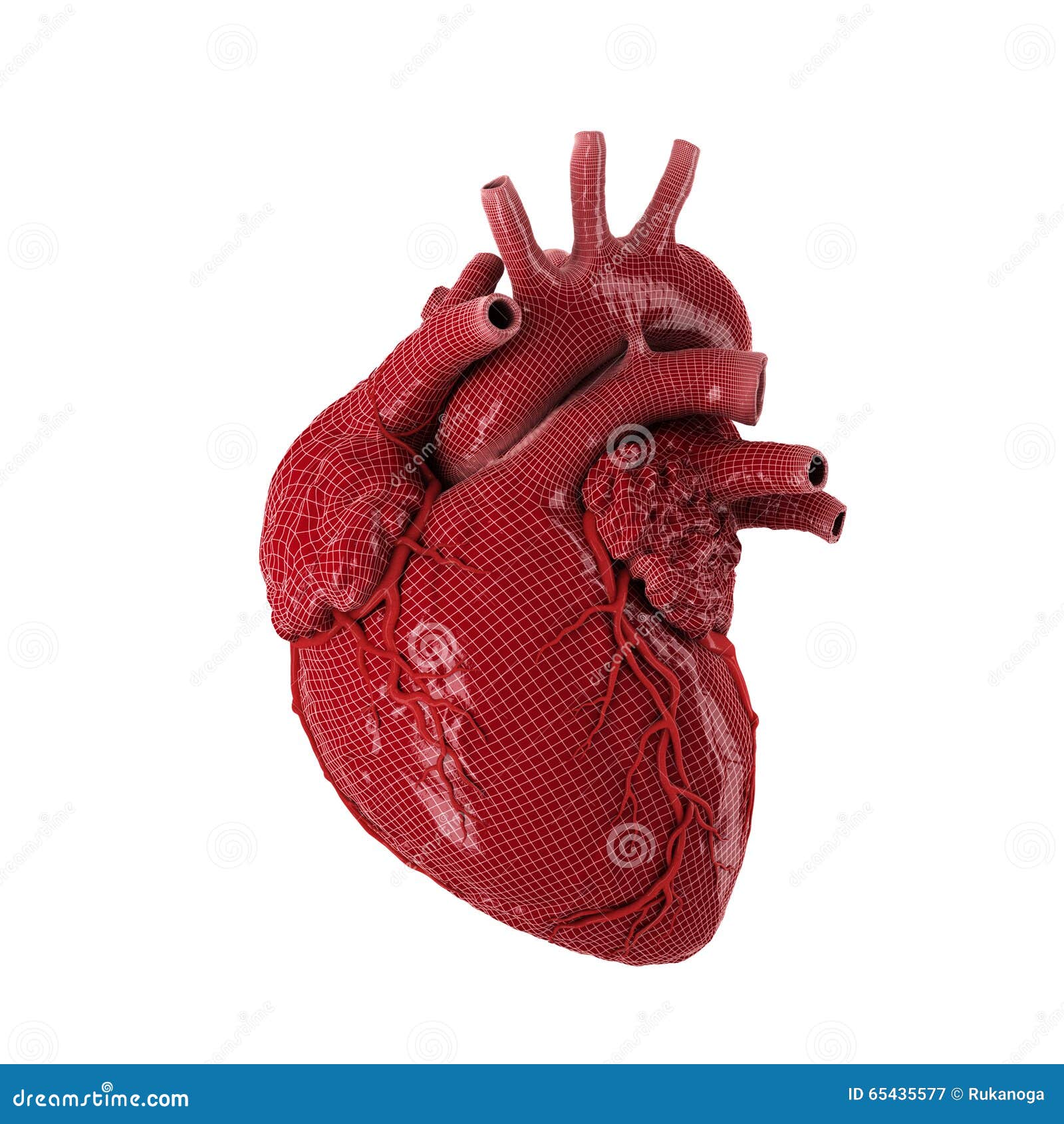 3d rendered human heart. stock image. Image of artery - 65435577
