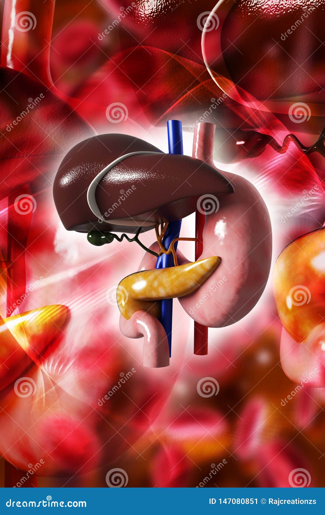 3d Rendered Human Organs On Color Background Stock Illustration ...