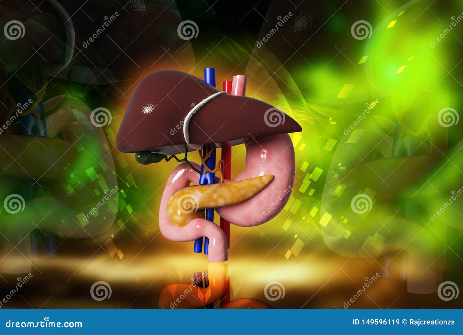 3d Rendered Human Organs on Color Background Stock Illustration ...